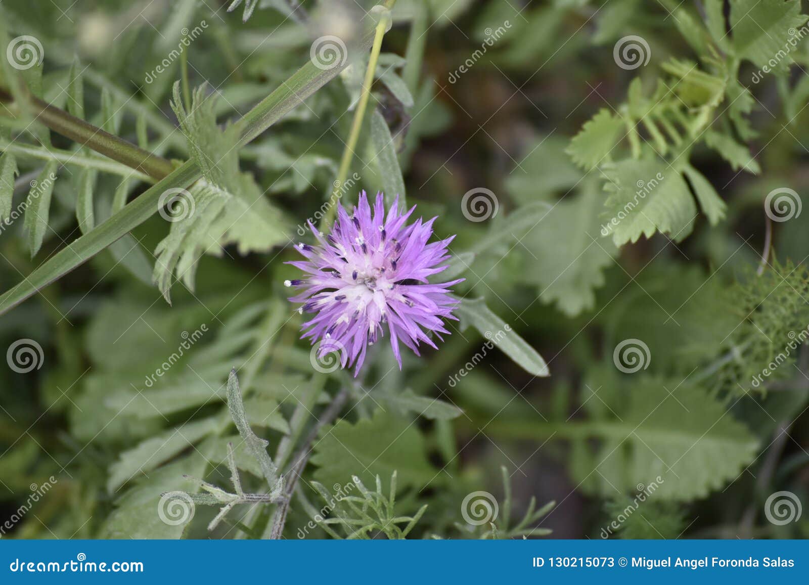 Purple starry flower stock image. Image of starry, decorative - 130215073