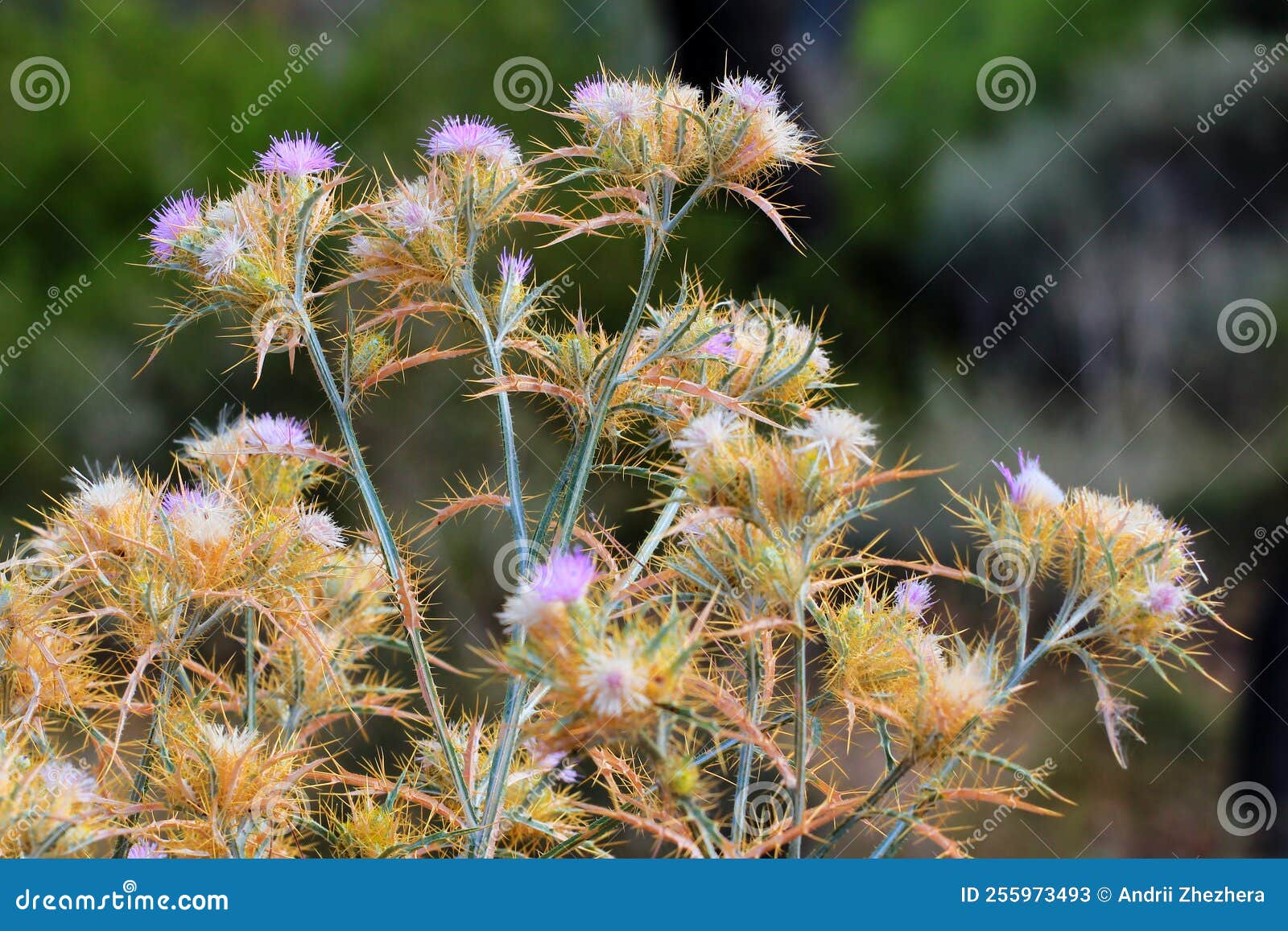 Purple Starthistle, Caltrops or Centaurea Calcitrapa Stock Image ...