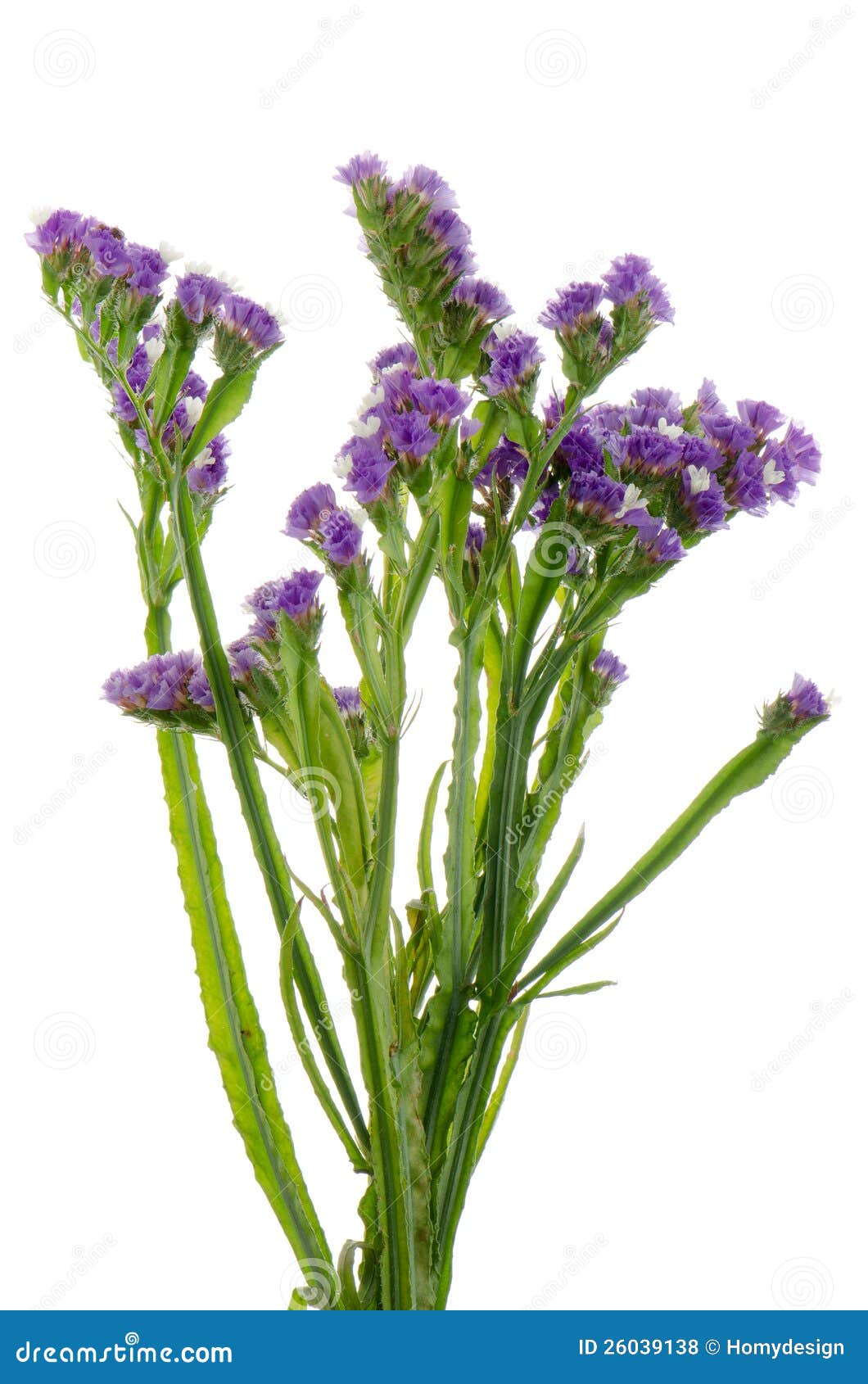 Purple statice flowers stock photo. Image of isolated - 26039138
