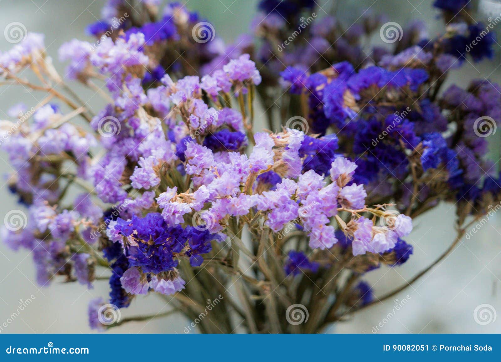Purple statice flowers stock image. Image of design, flowers - 90082051