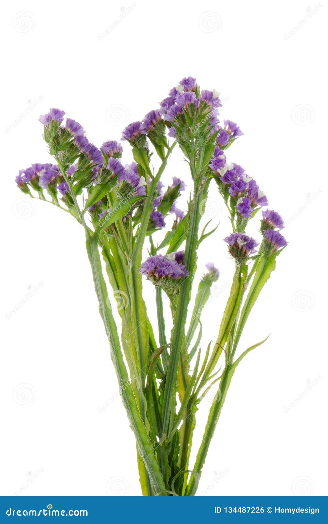 Purple statice flowers stock photo. Image of purple - 134487226