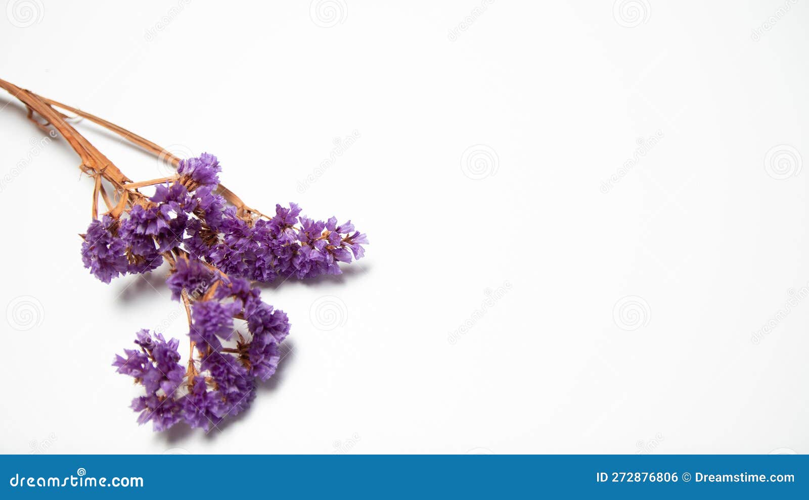 Purple Statice Flowers Isolated on White Background with Copy Space ...