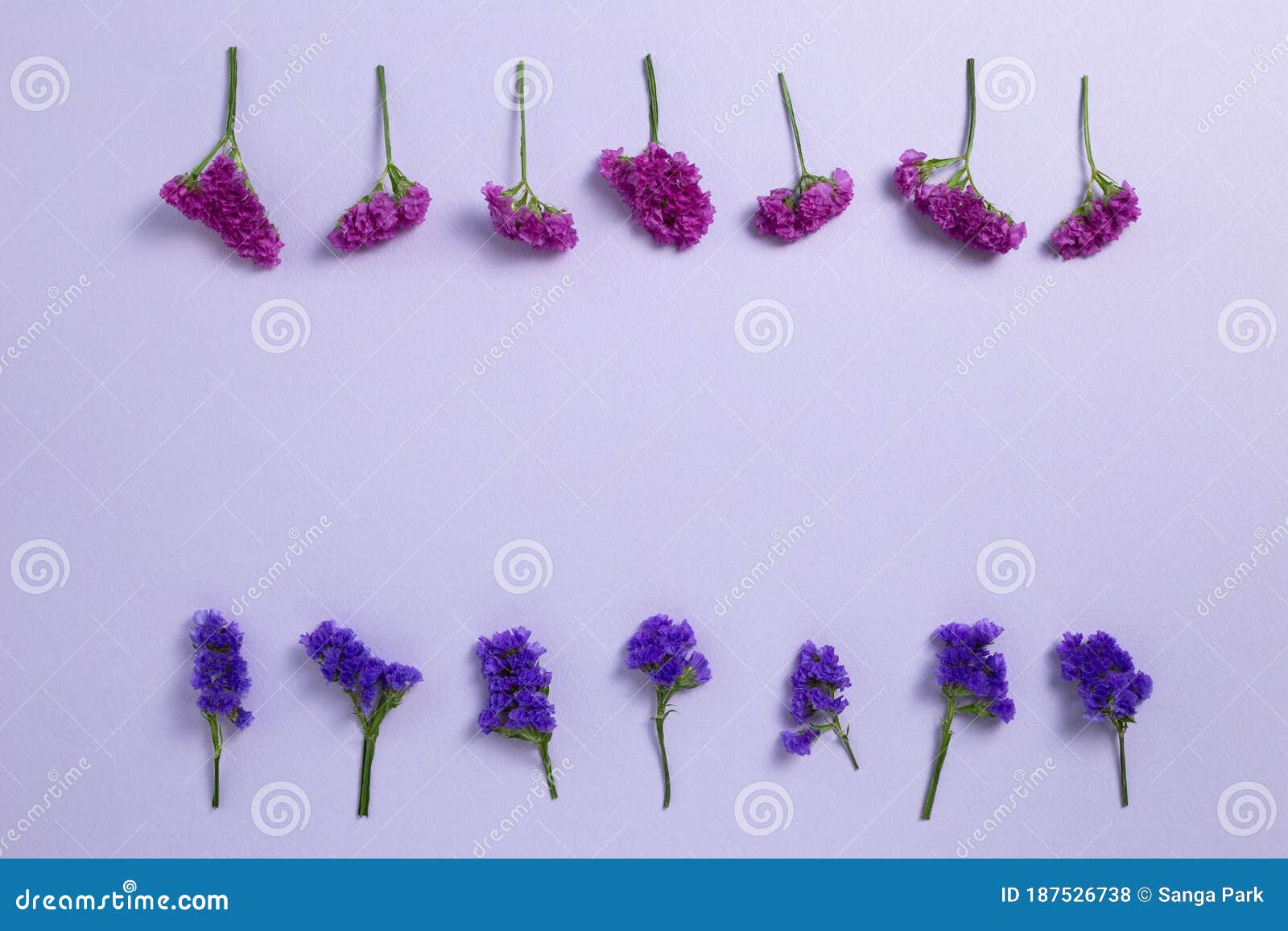 Purple Statice Flowers on Light Purple Background Stock Photo - Image ...