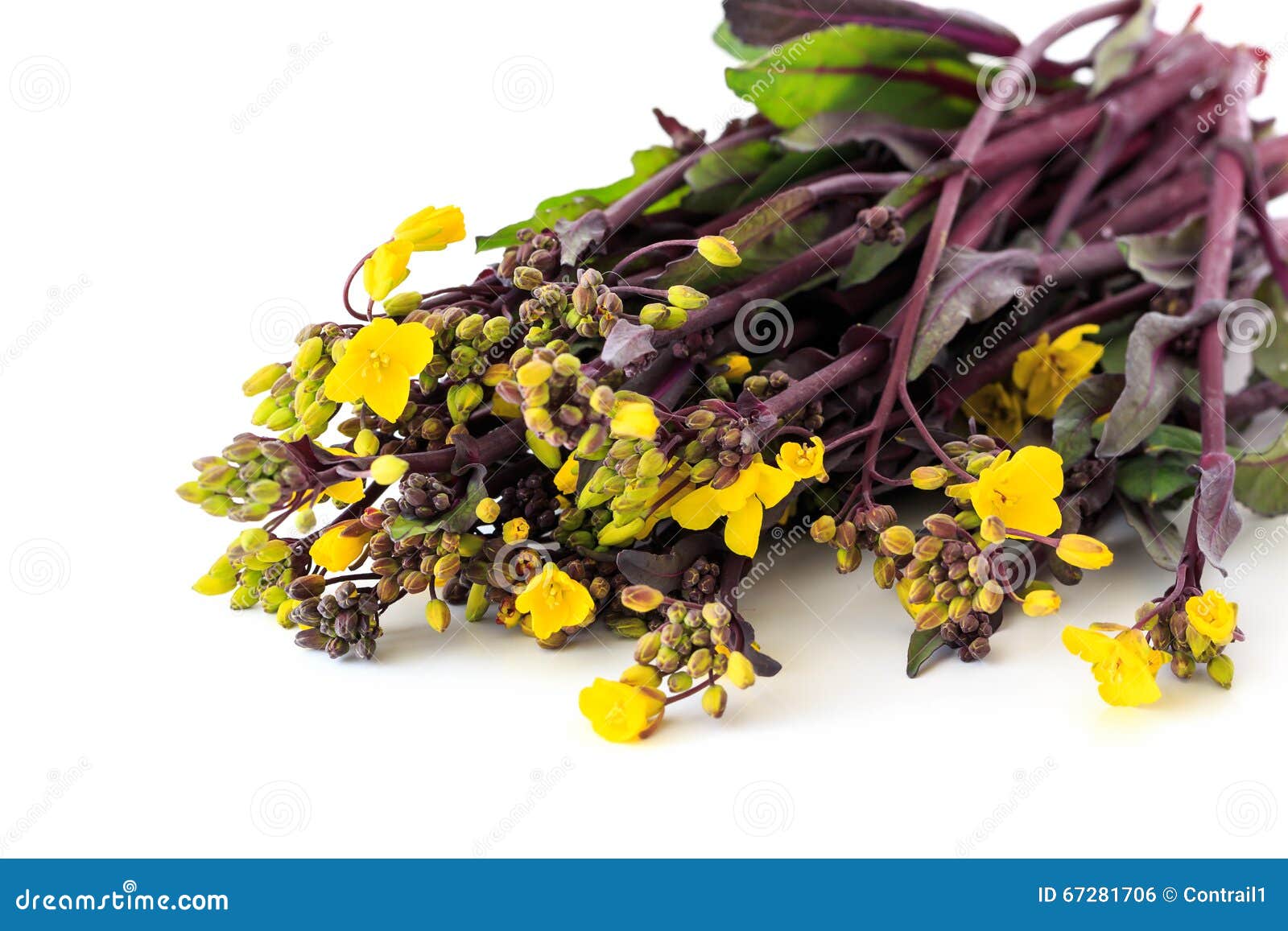 Purple stem mustard stock photo. Image of white, flower - 67281706