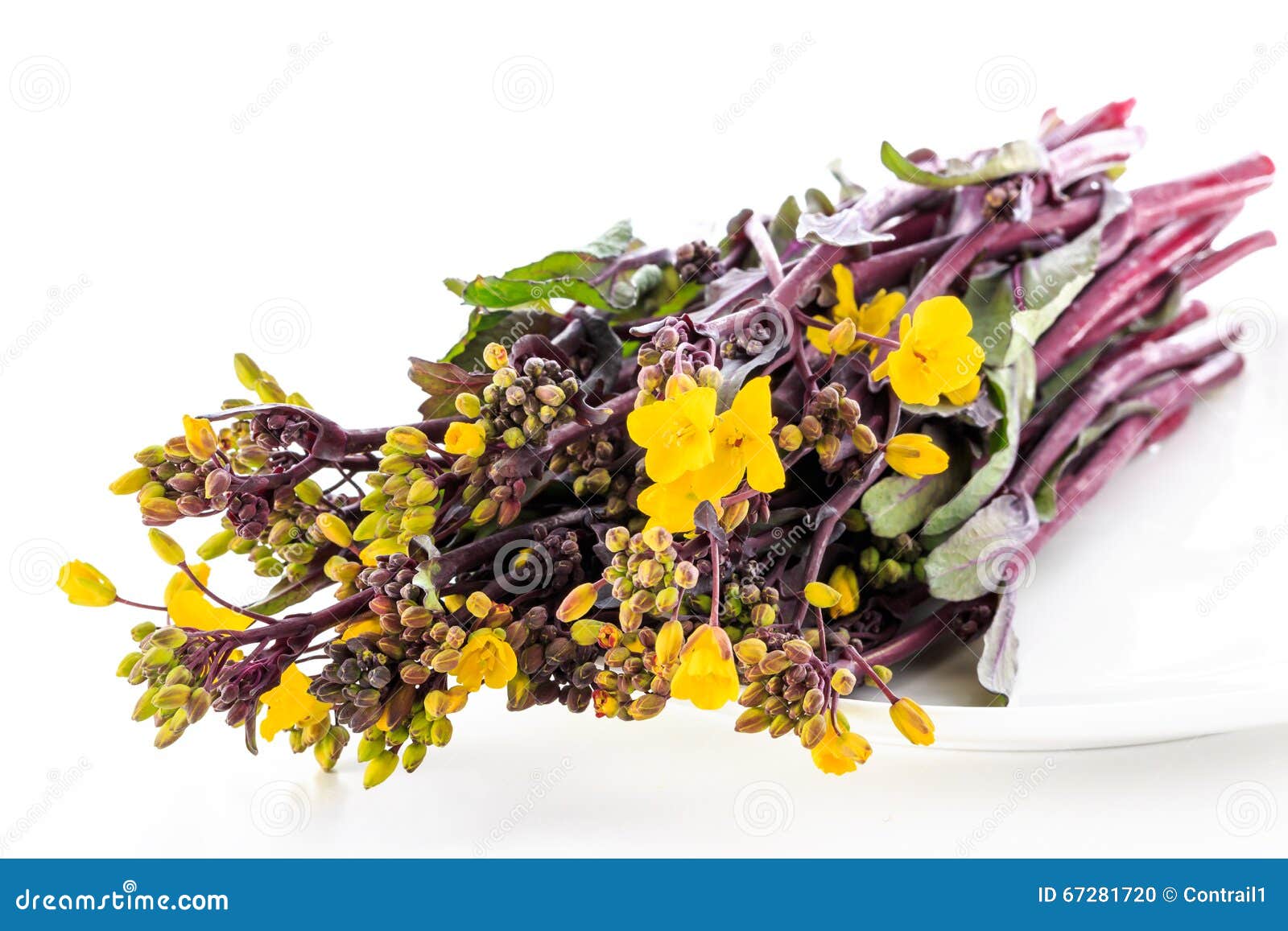 Purple stem mustard stock photo. Image of twig, white - 67281720