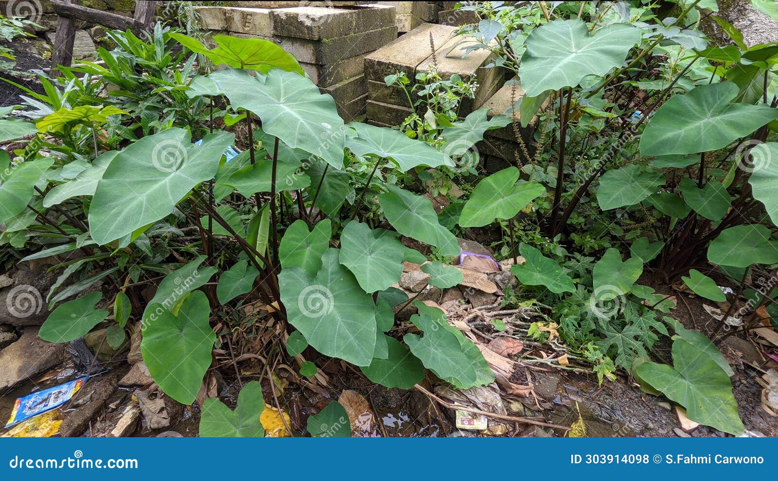 Purple Stem Taro that Lives Wild Stock Photo - Image of bright, botany ...