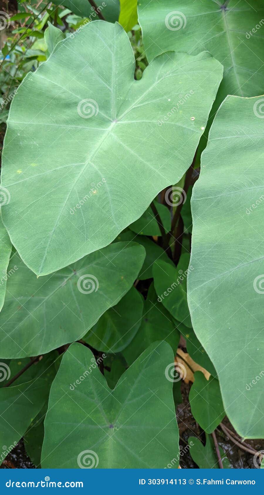Purple Stem Taro that Lives Wild Stock Image - Image of stem, leaves ...