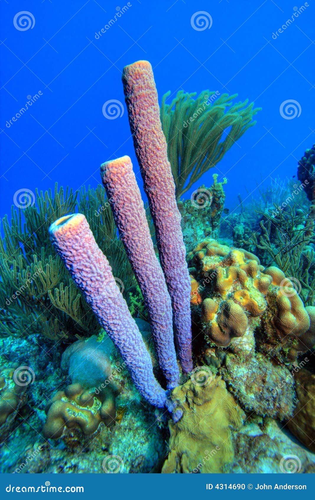 Purple stove pipe sponge stock photo. Image of purple - 4314690