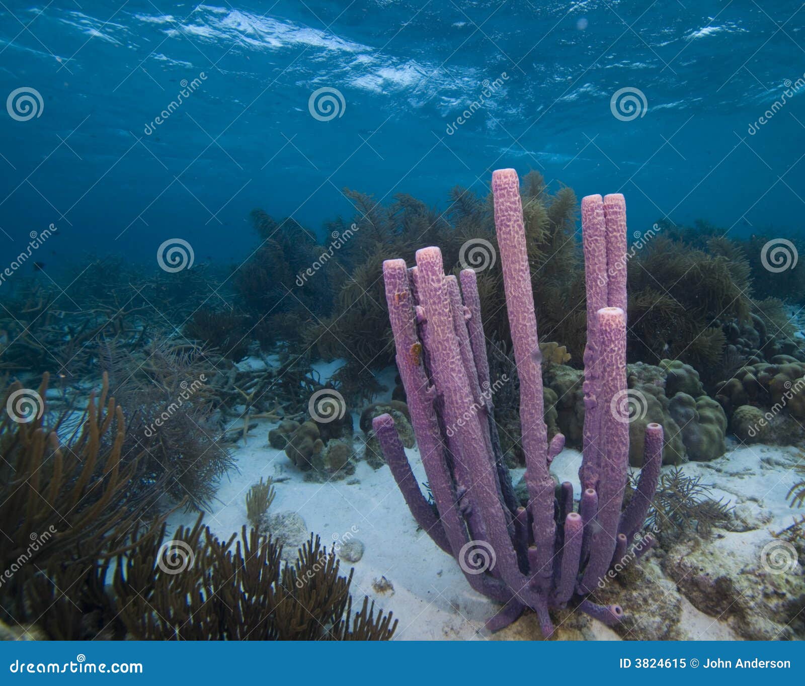 Purple Stove Pipe Sponges Picture. Image: 3824615