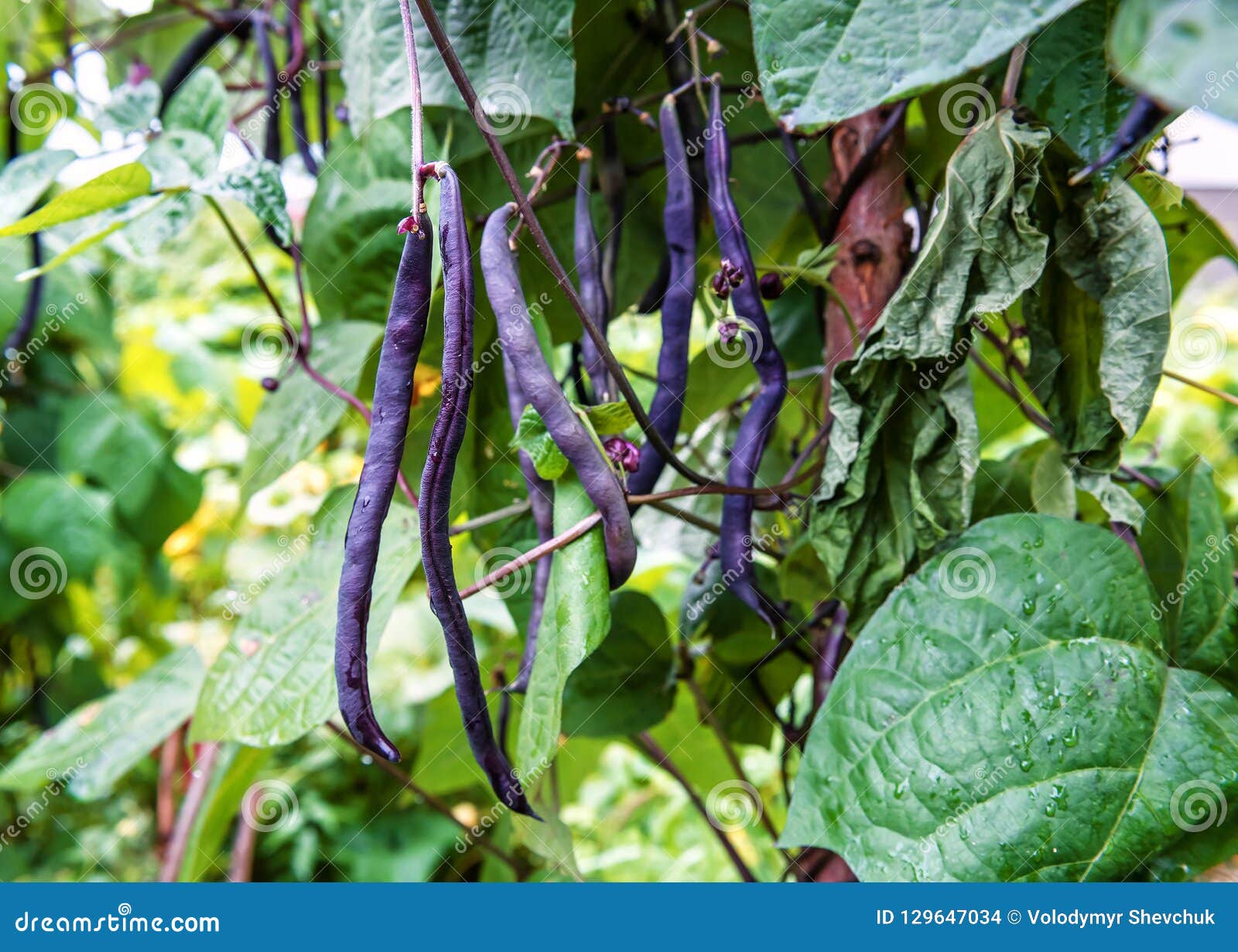 Purple string beans stock photo. Image of beautiful - 129647034