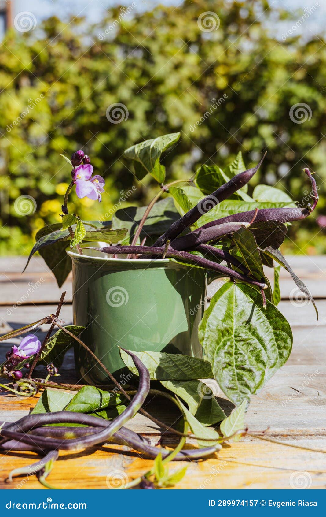 Purple String Beans in a Mug. Purple Bean Pods in a Green Mug on a ...