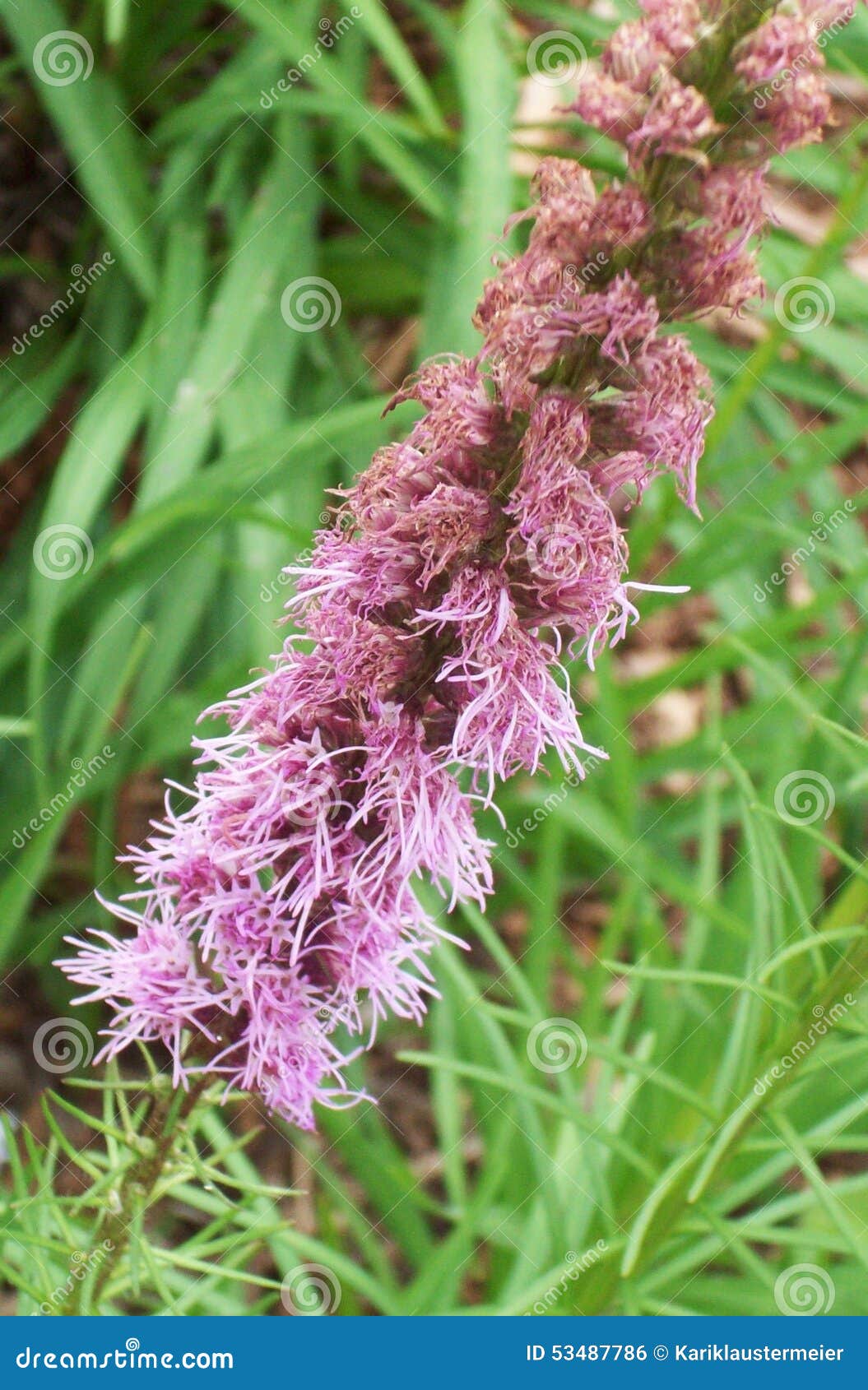 Purple String Plant stock photo. Image of calm, single - 53487786