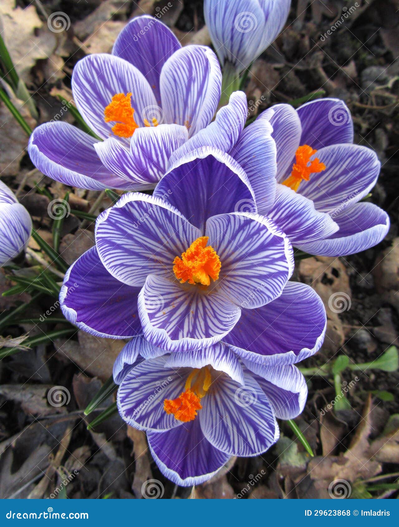 Purple Striped Crocus stock photo. Image of early, bright - 29623868