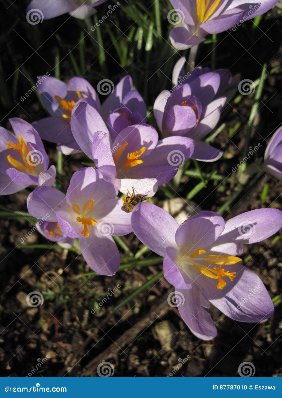 Purple Striped Crocus. the Spring Flowering Bulb Crocus Sativa Stock ...