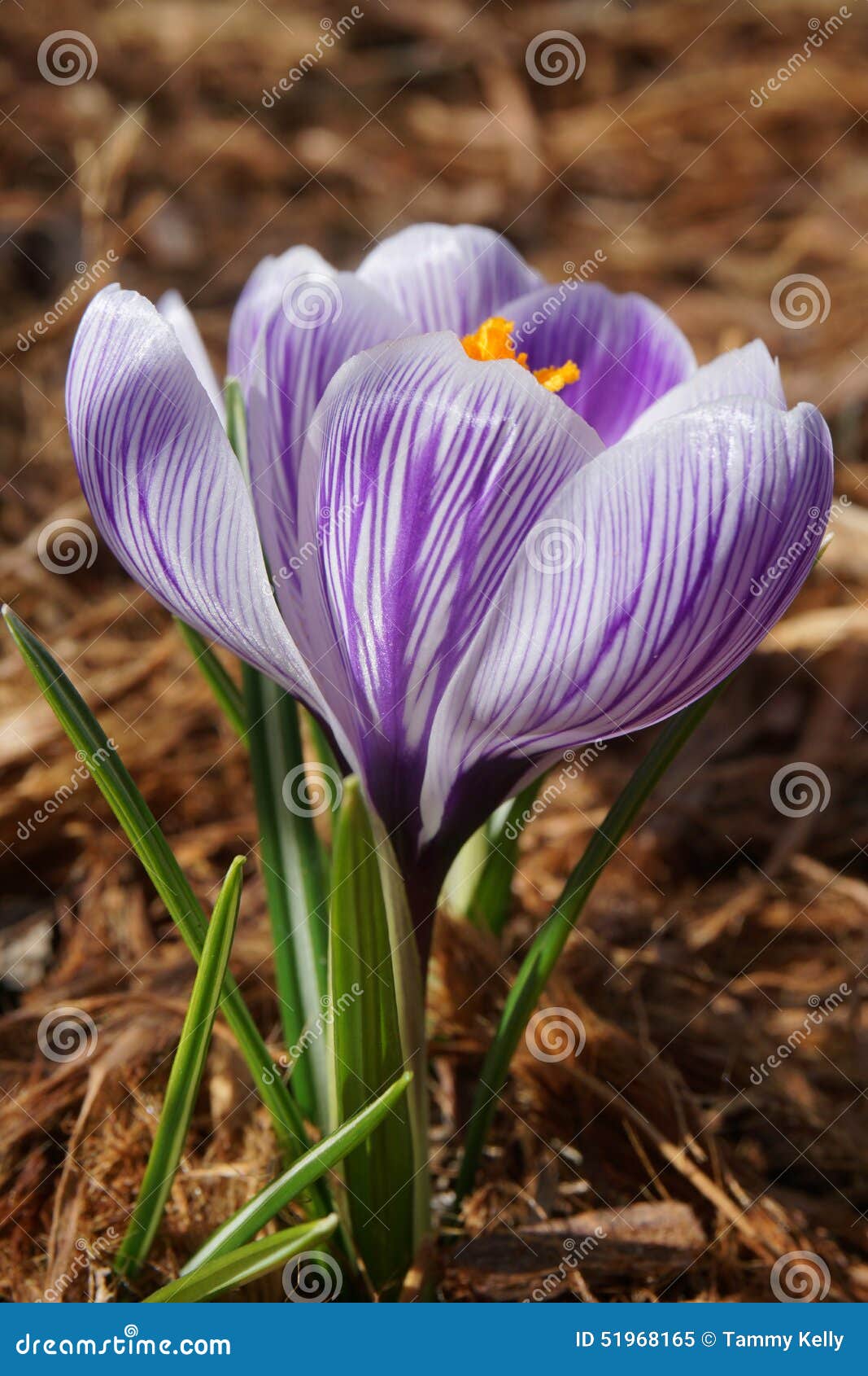 Purple Striped Crocus stock image. Image of texture, close - 51968165