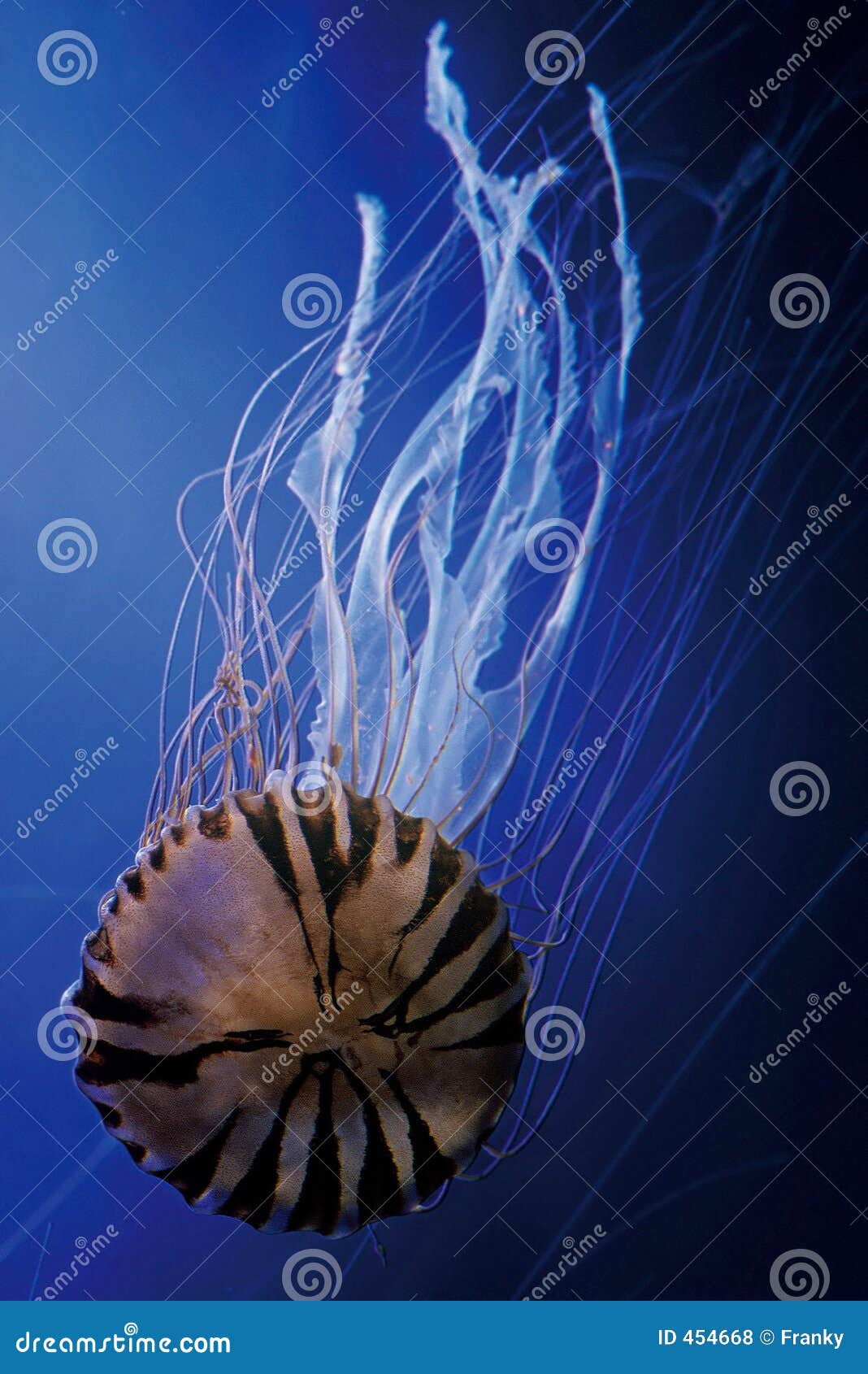 The Purple-striped Jellyfish Chrysaora Colorata A Species Of Jellyfish ...