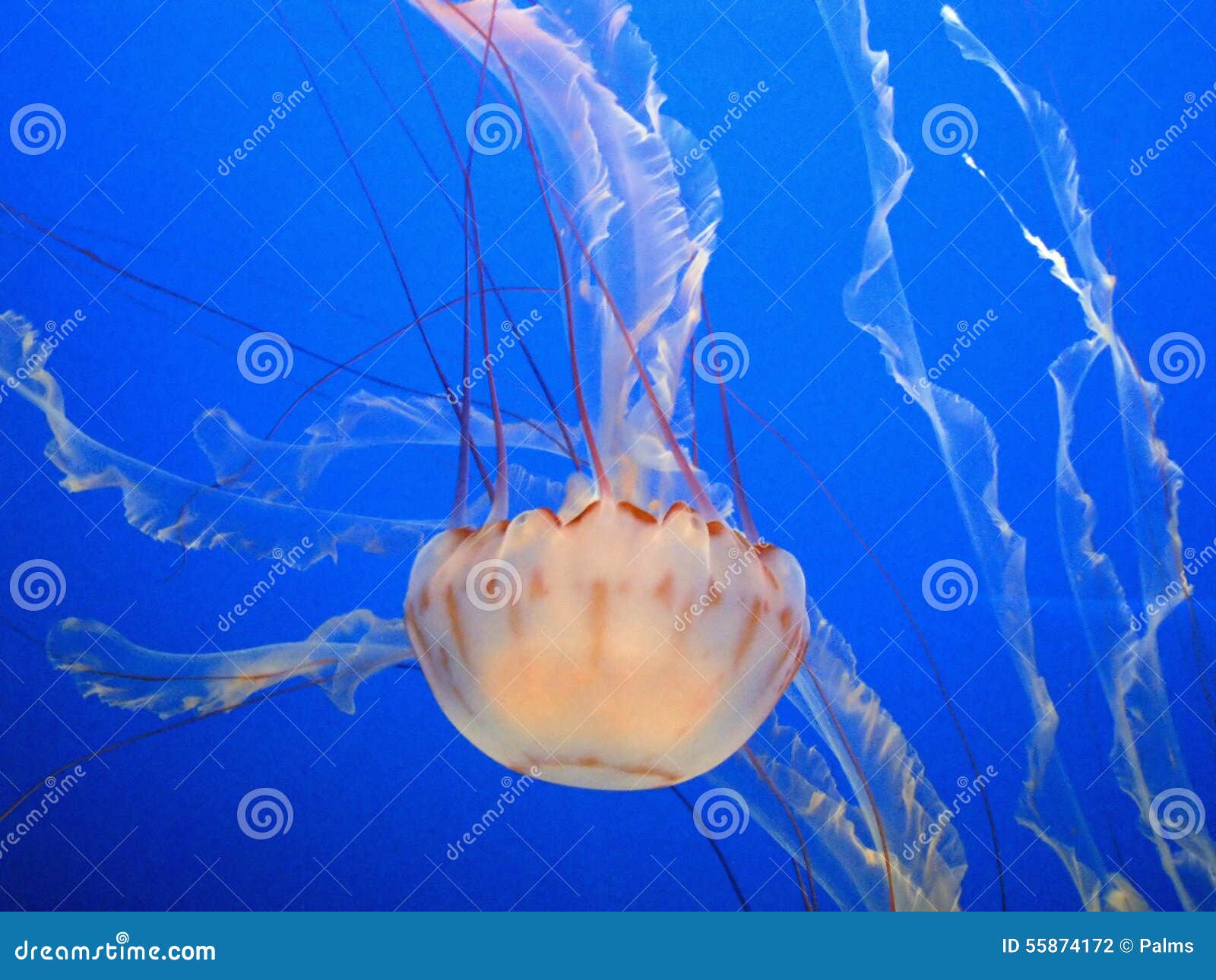 Purple Striped Jellyfish stock photo. Image of sealife - 55874172