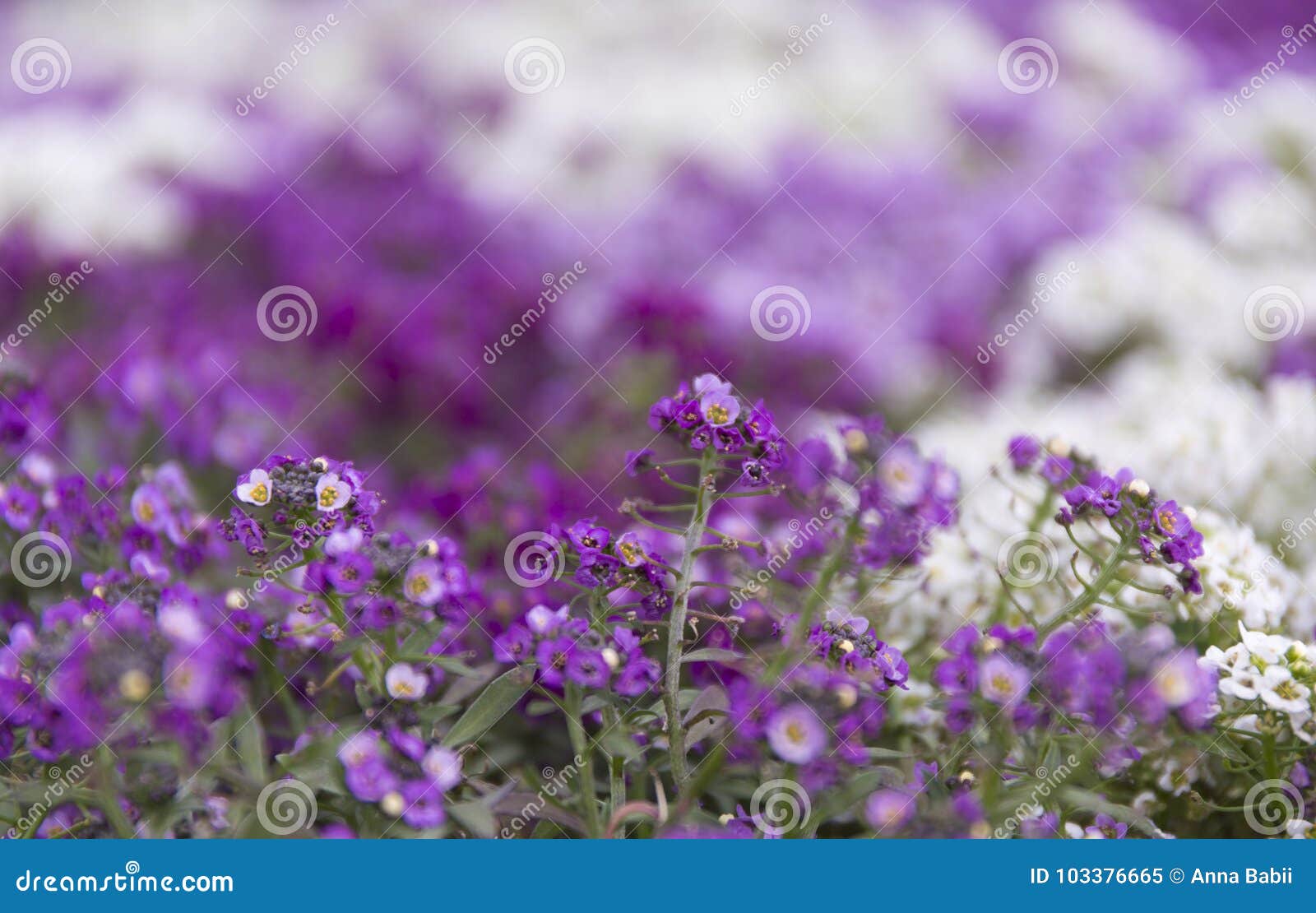 Purple Summer Flower Fields. Floral Blur Background. Stock Image ...