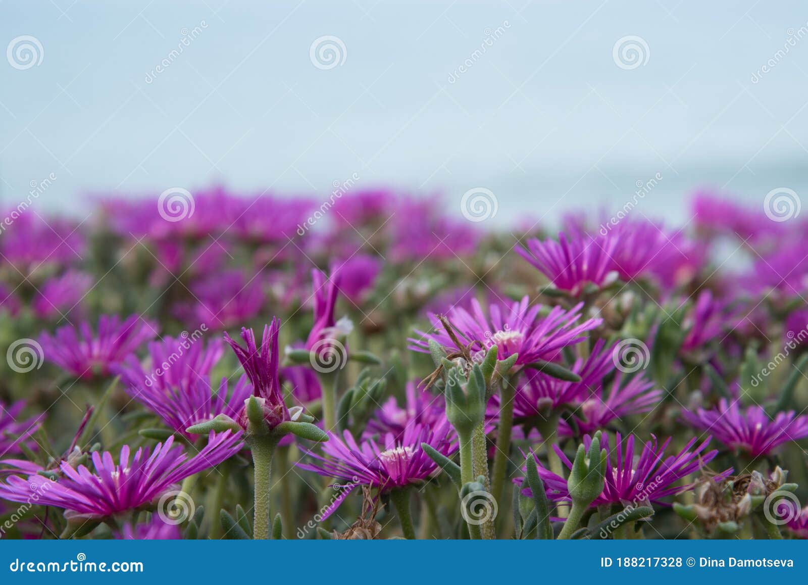 Purple Summer Flowers. Background, Texture, and Postcard Stock Photo ...