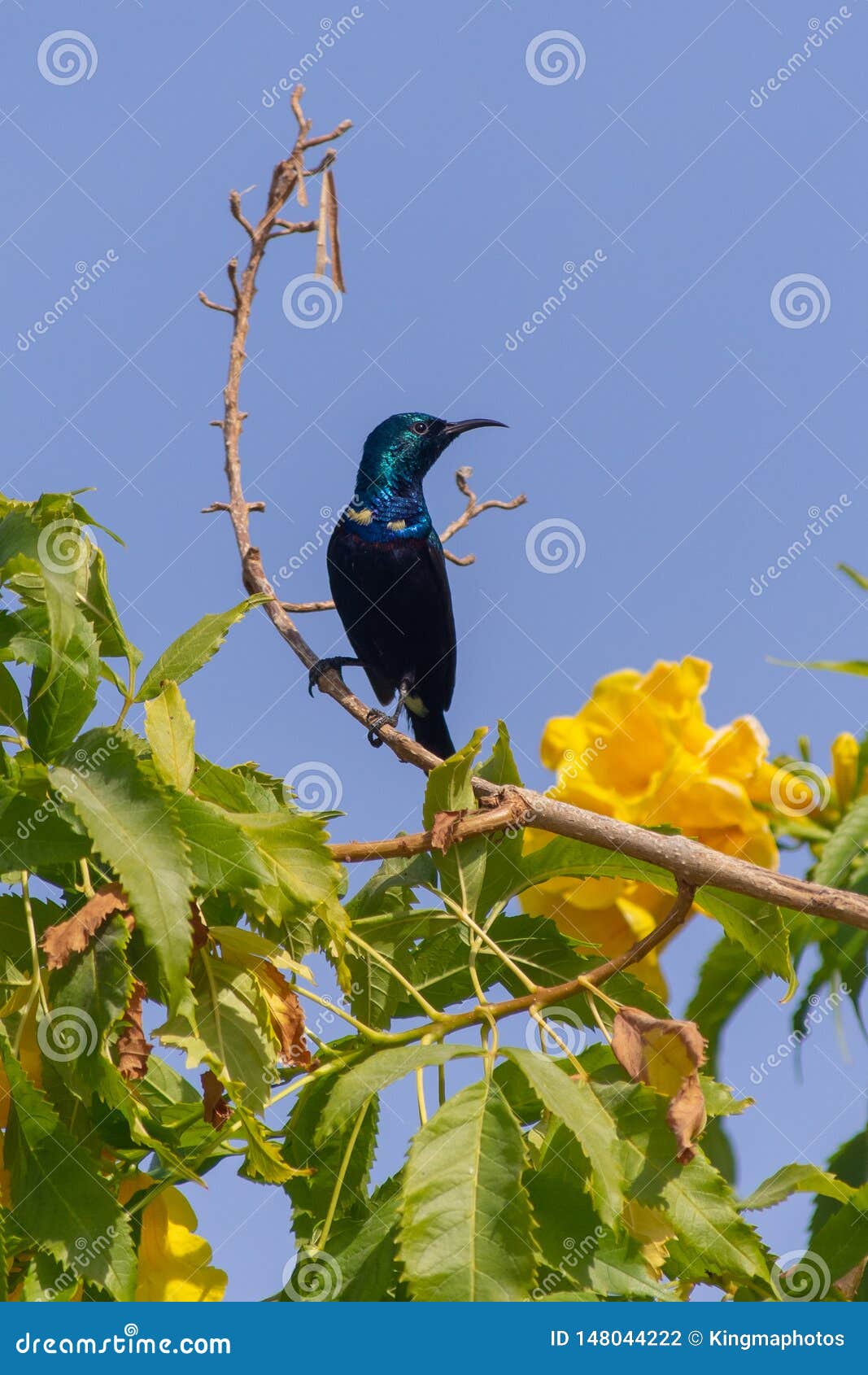 A Male Purple Sunbird Shows Off Its Glossy Black Body Next To a Yellow ...