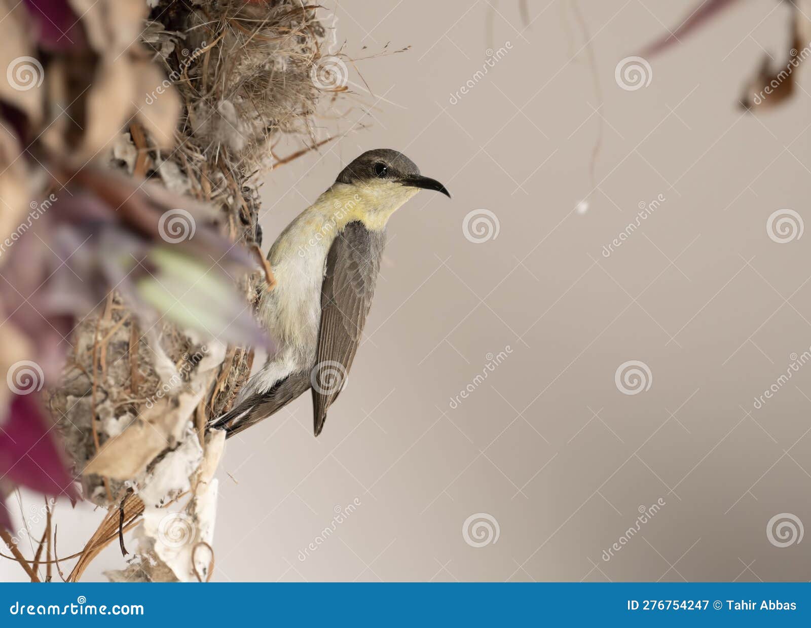 Purple Sunbird Feeding Chicks in Nest Stock Image - Image of europe ...