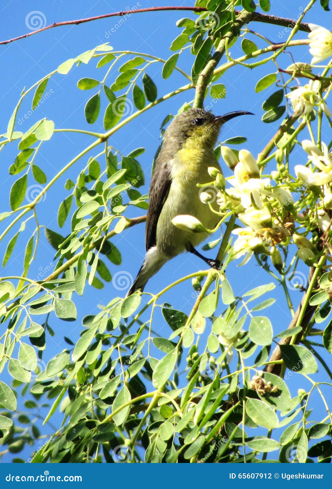 Purple sunbird female stock photo. Image of artistic - 65607912