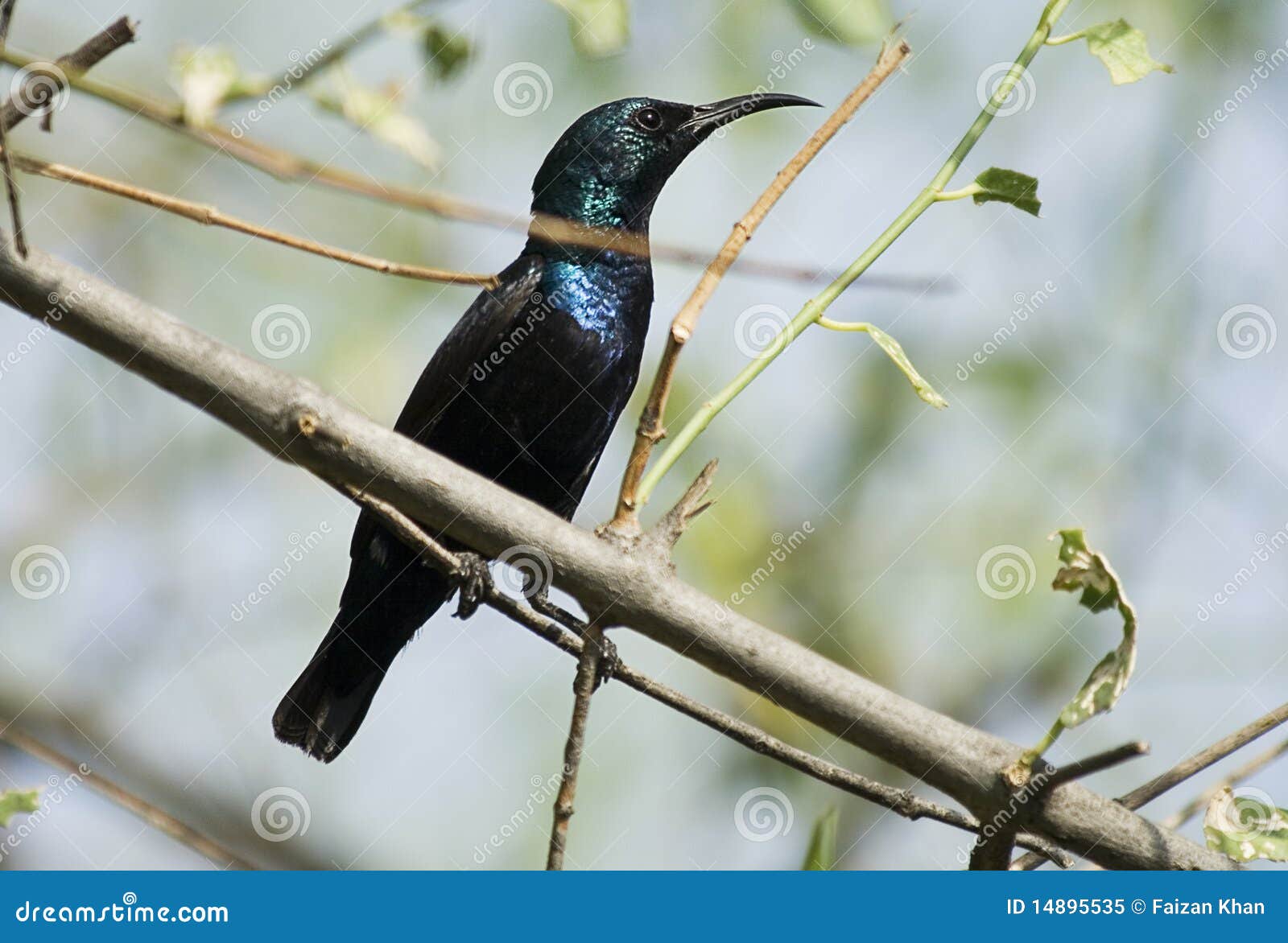 Purple Sunbird Male stock image. Image of feed, claws - 14895535