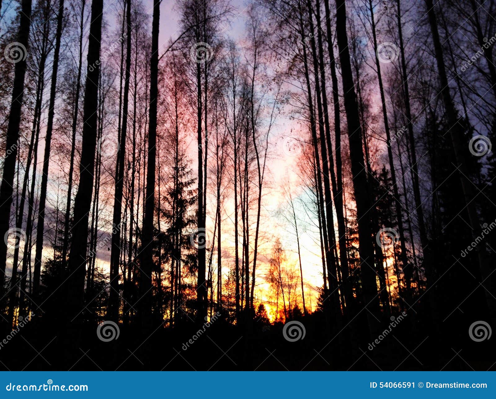 Purple sunset stock image. Image of sunset, bright, purple - 54066591