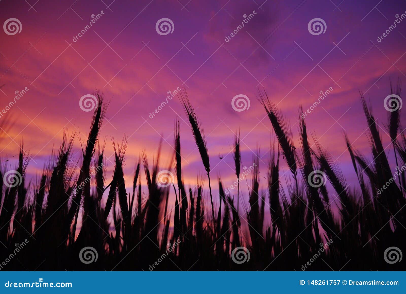 Purple sunset in the field stock image. Image of pink - 148261757