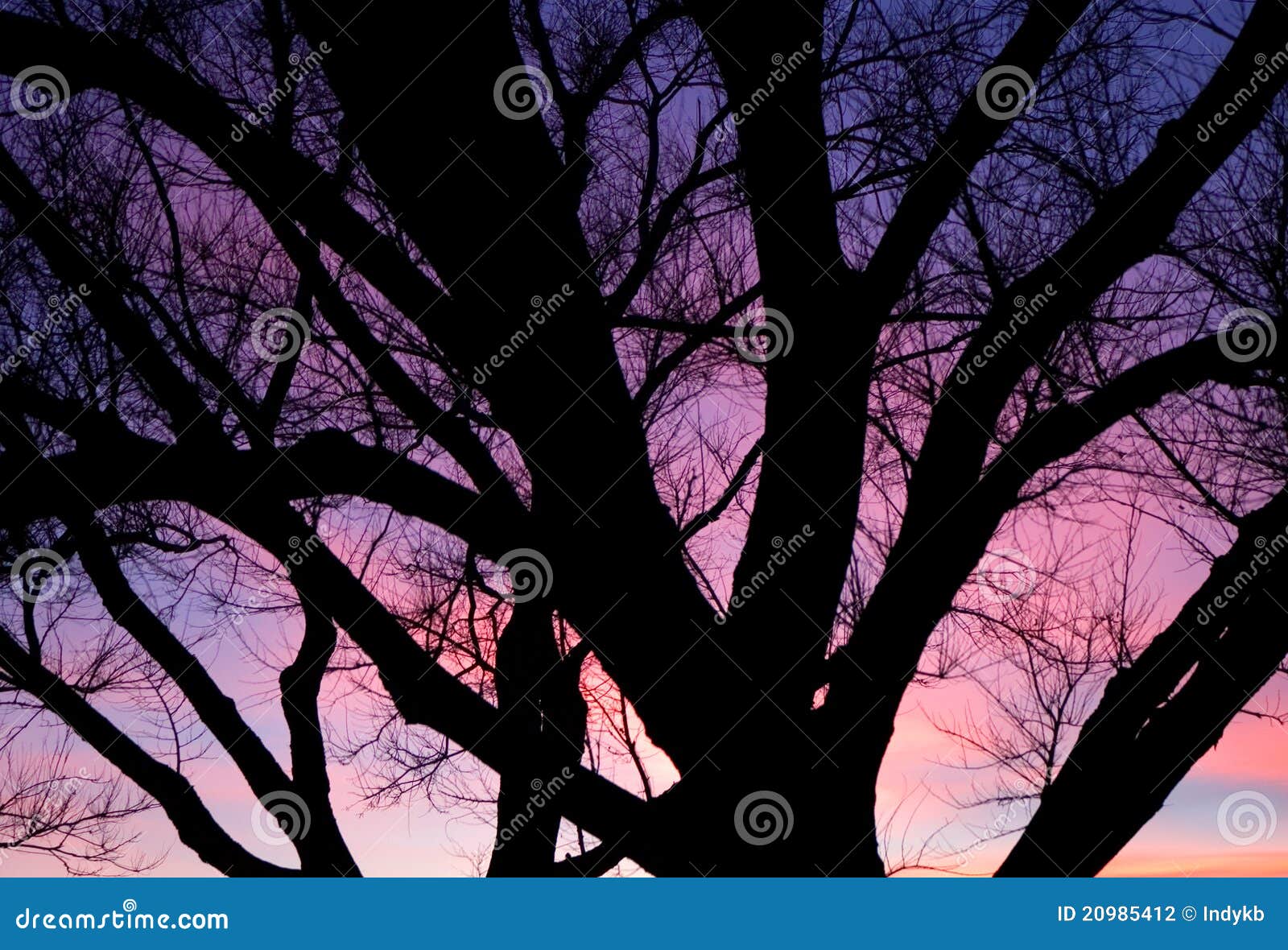 Purple sunset over trees stock photo. Image of pink, shadows - 20985412