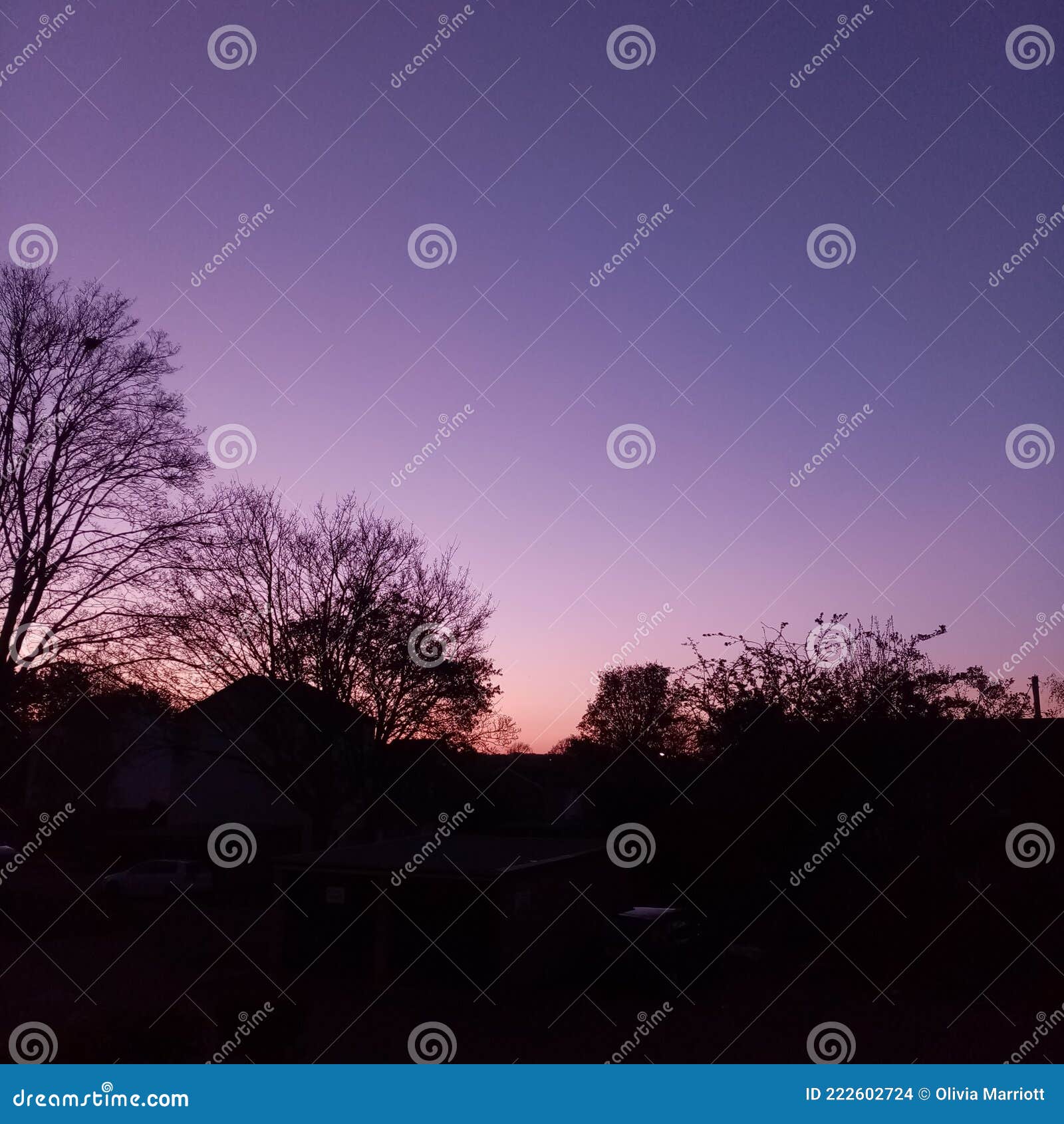 Purple Sunset with trees stock photo. Image of dawn - 222602724