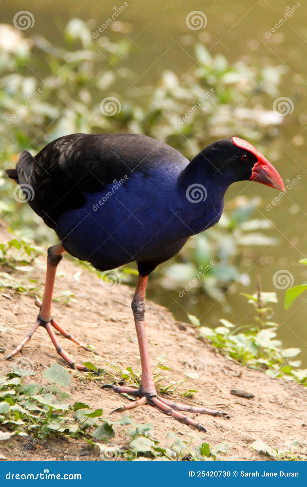Purple Swamp Hen stock photo. Image of river, purple - 25420730