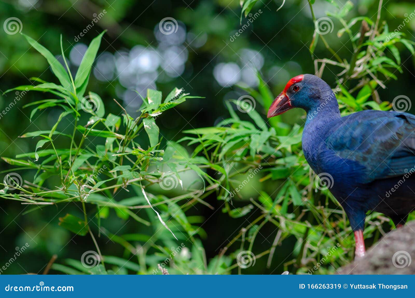 Purple Swamp Hen Stock Image | CartoonDealer.com #85875955