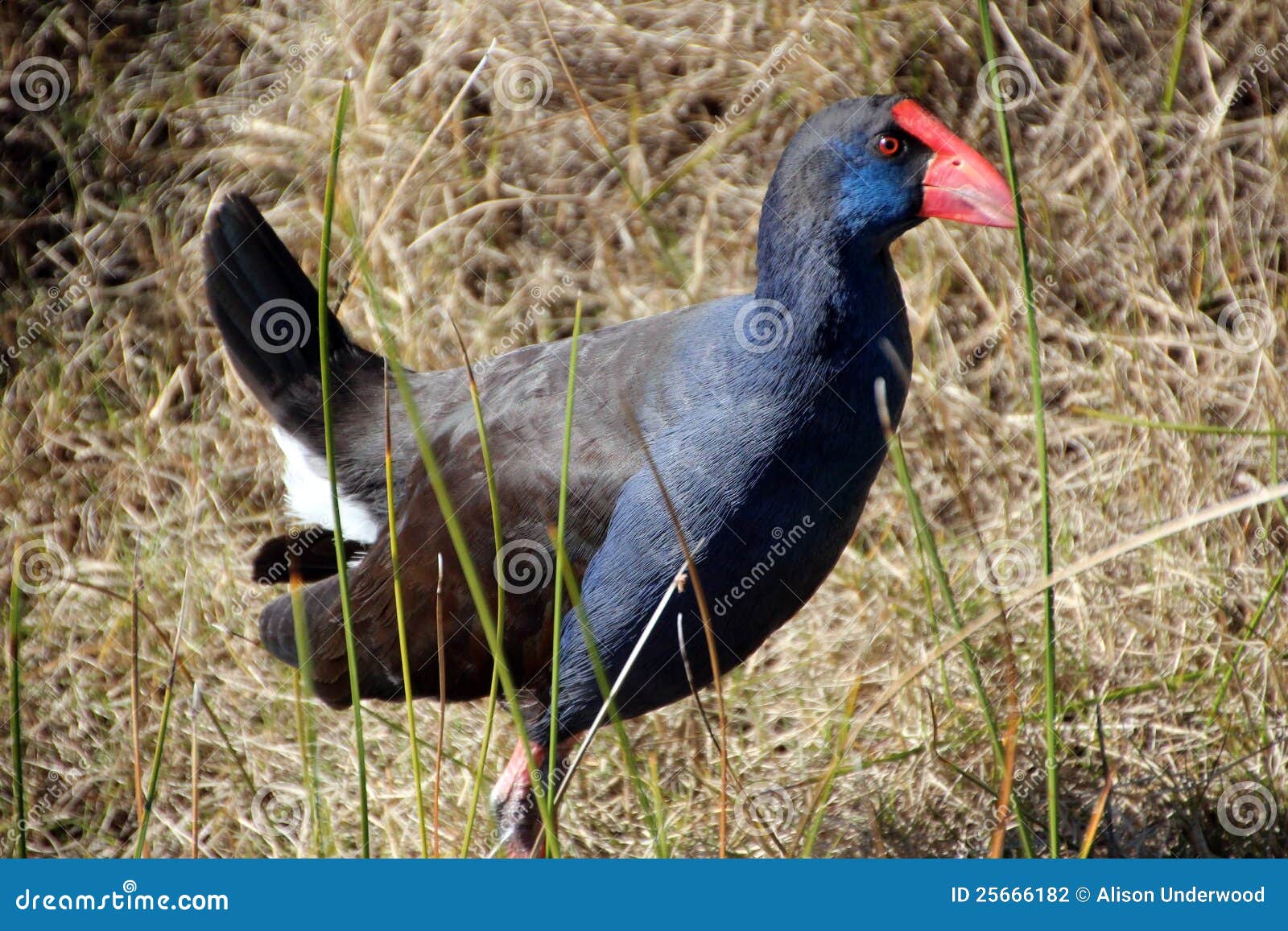 Purple Swamp hen in Grass stock photo. Image of swimming - 25666182