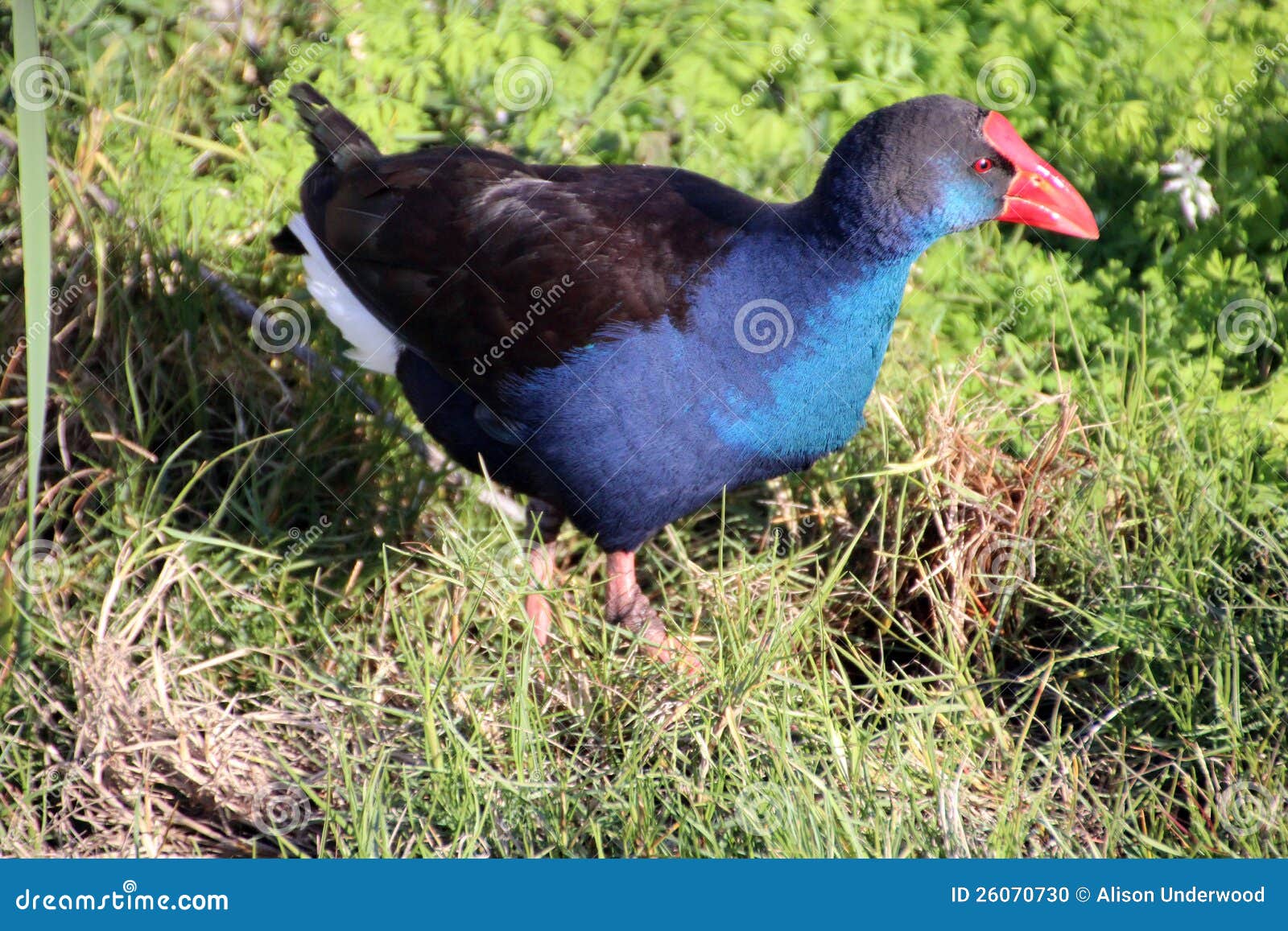 Purple Swamp Hen in Green Grass Stock Photo - Image of avian, blue ...