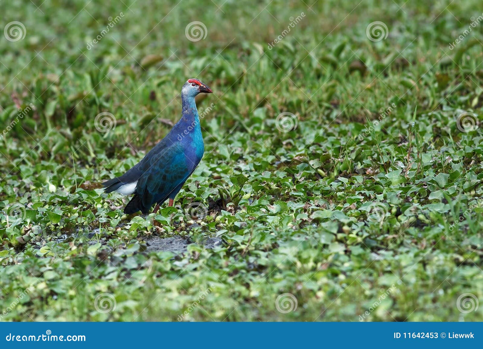 Purple Swamphen Royalty-Free Stock Photo | CartoonDealer.com #52222509