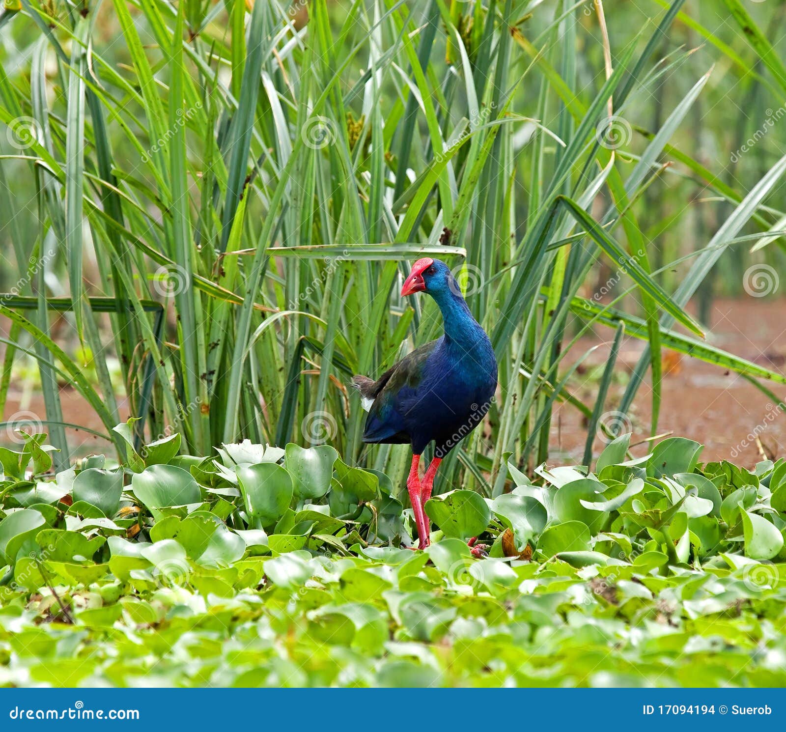 Purple Swamphen Royalty-Free Stock Photo | CartoonDealer.com #52222509