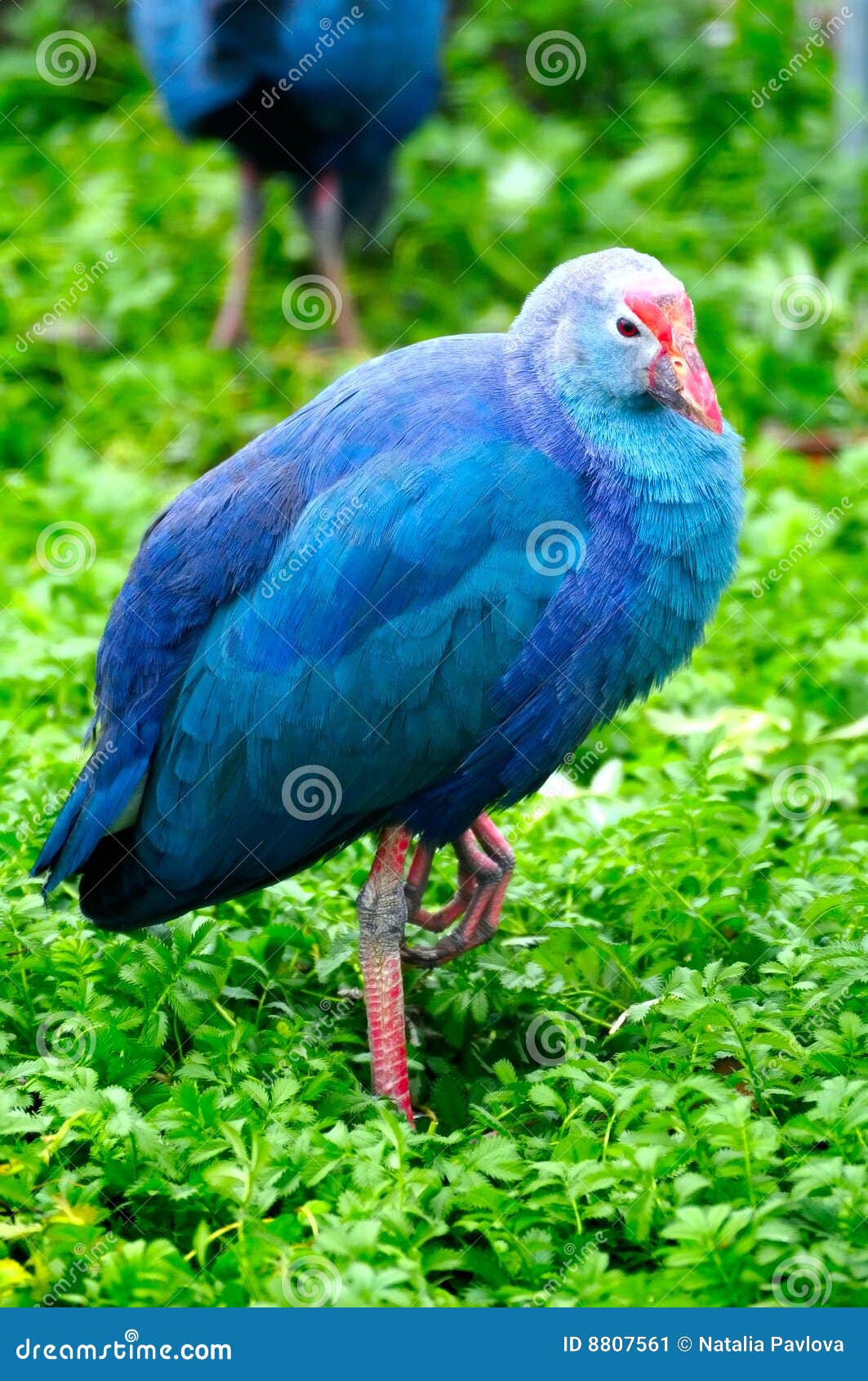 Purple Swamphen stock image. Image of beauty, crest, walking - 8807561