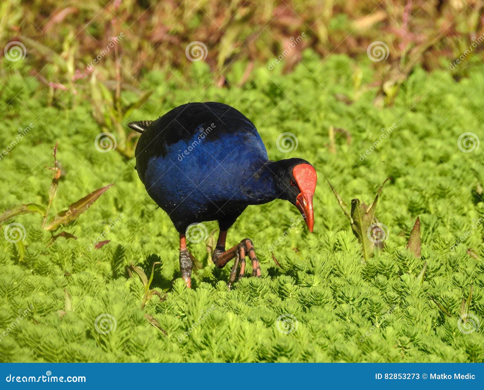 Purple swamphen stock image. Image of funny, habitat - 82853273