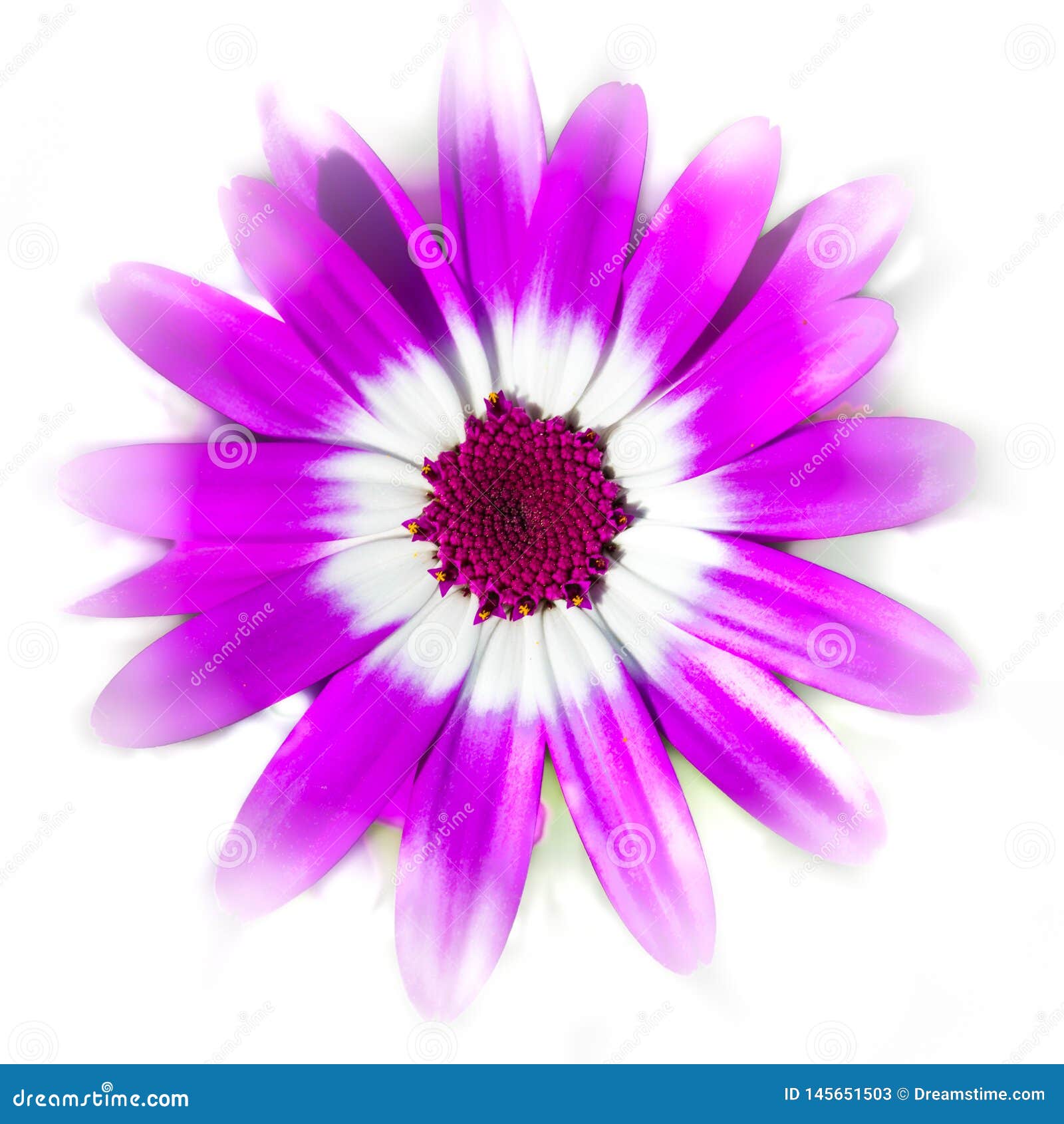 Purple target on white stock image. Image of background - 145651503