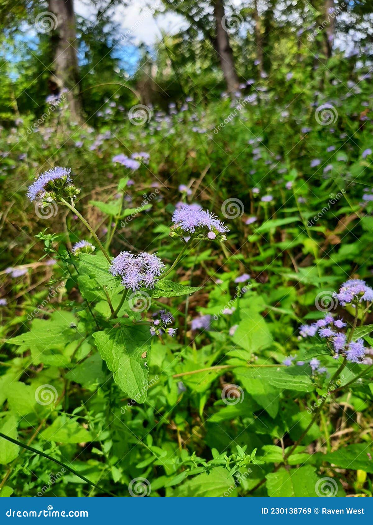 Purple Texas Wildflowers stock image. Image of blossom - 230138769