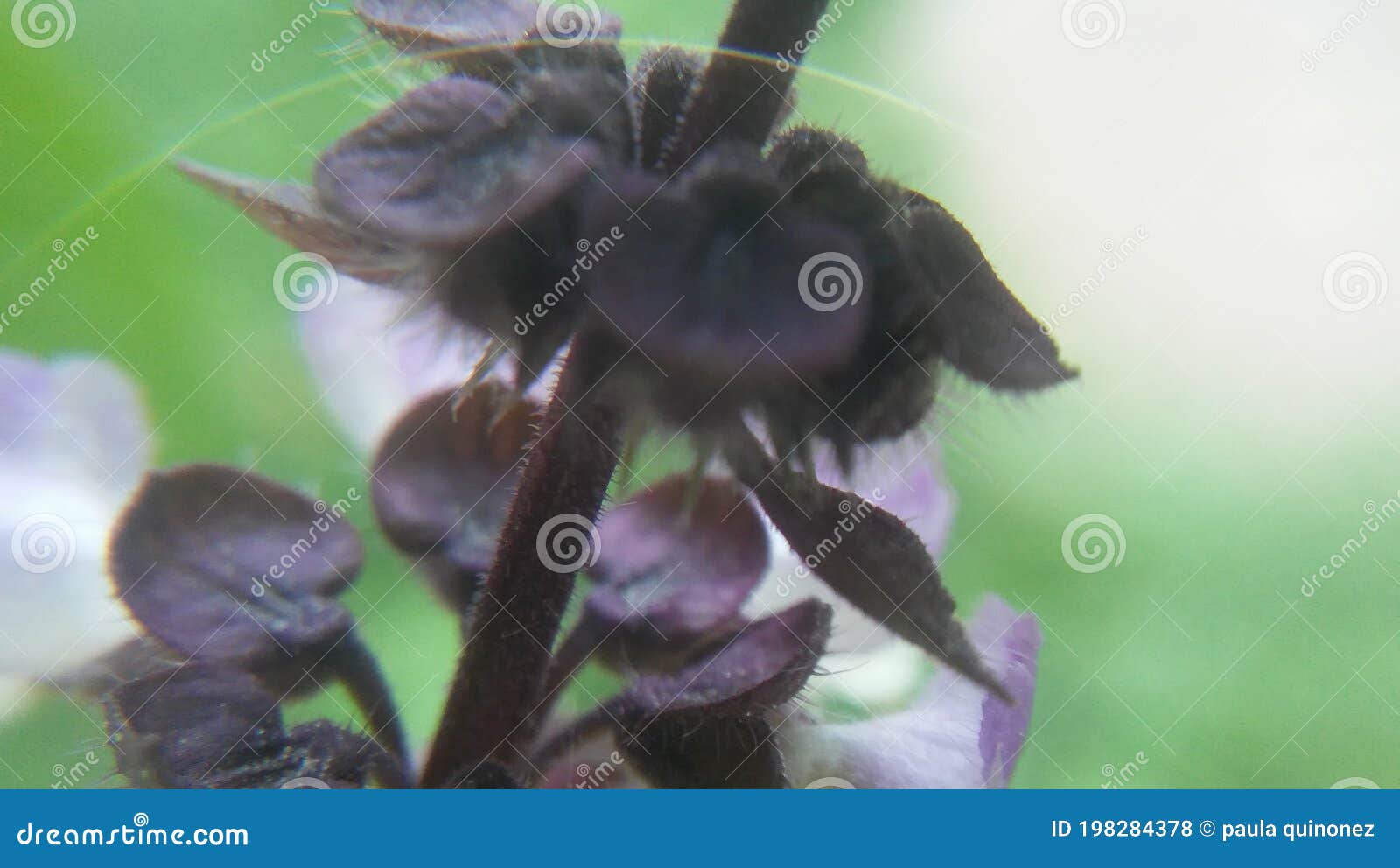 Purple Thai basil stock photo. Image of petal, basil - 198284378