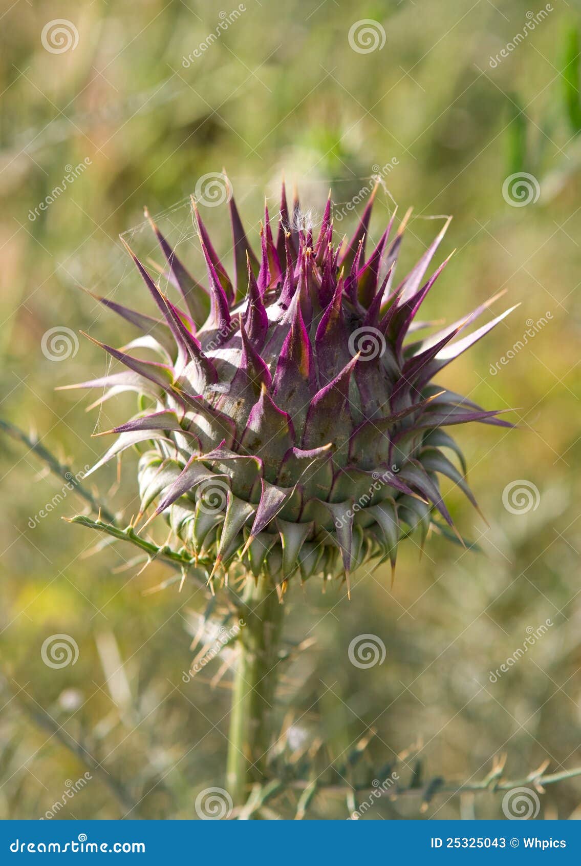 Purple thistle stock image. Image of mountain, badajoz - 25325043