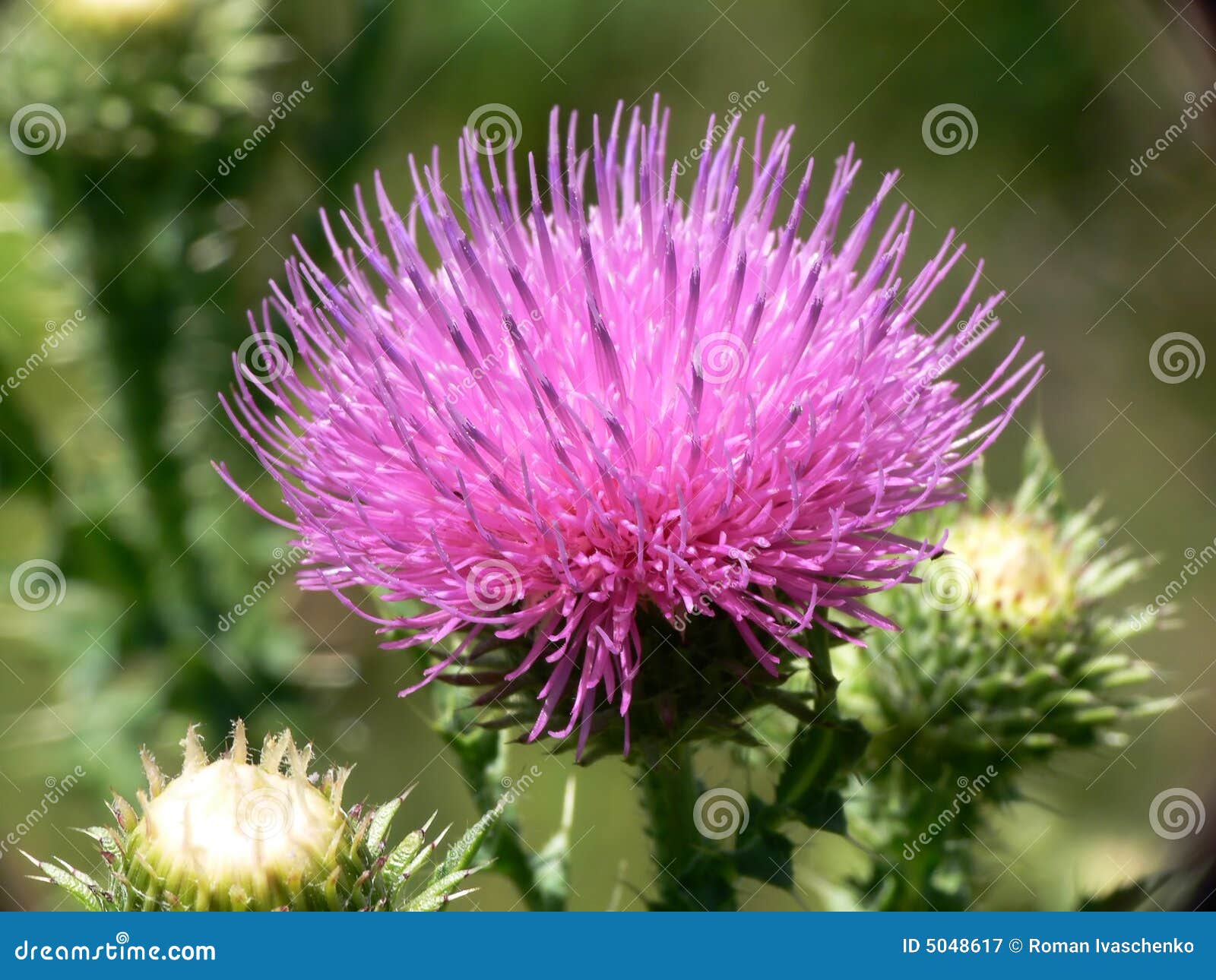Purple thistle stock image. Image of violet, alternative - 5048617