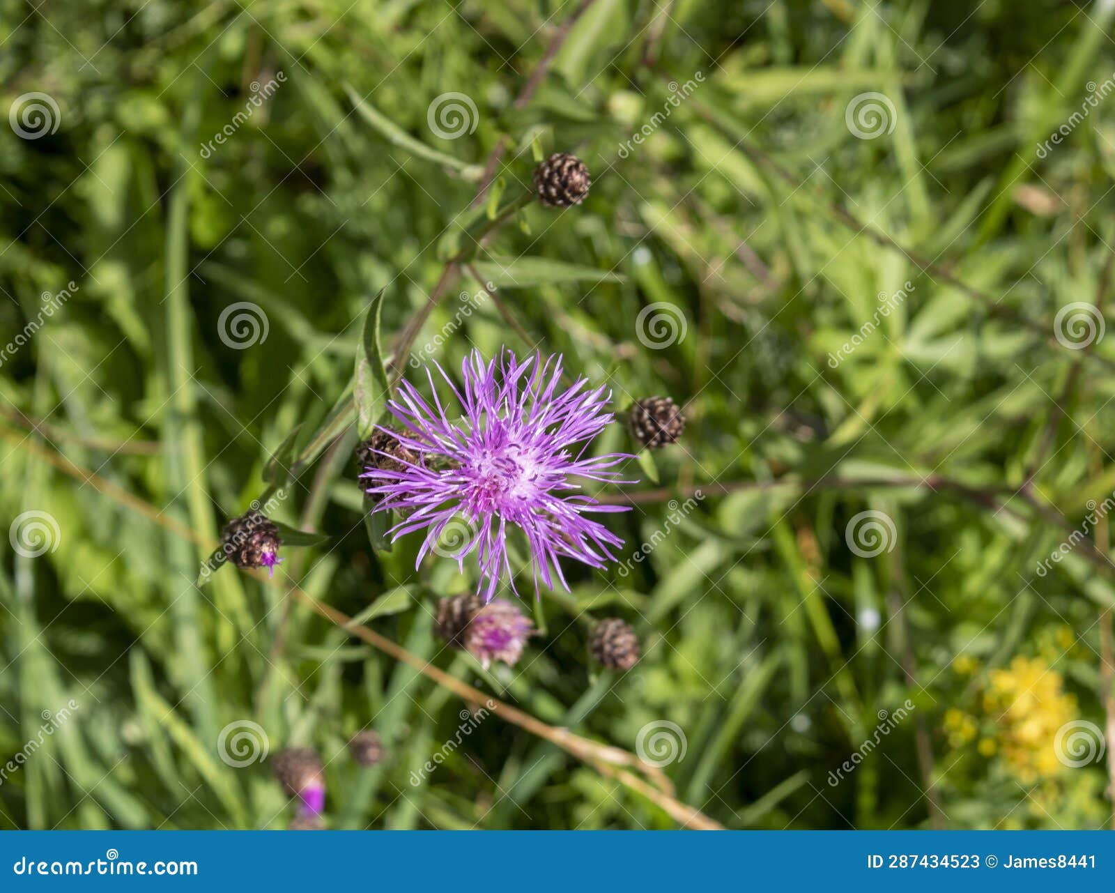 Purple thistle stock image. Image of thistle, flower - 287434523
