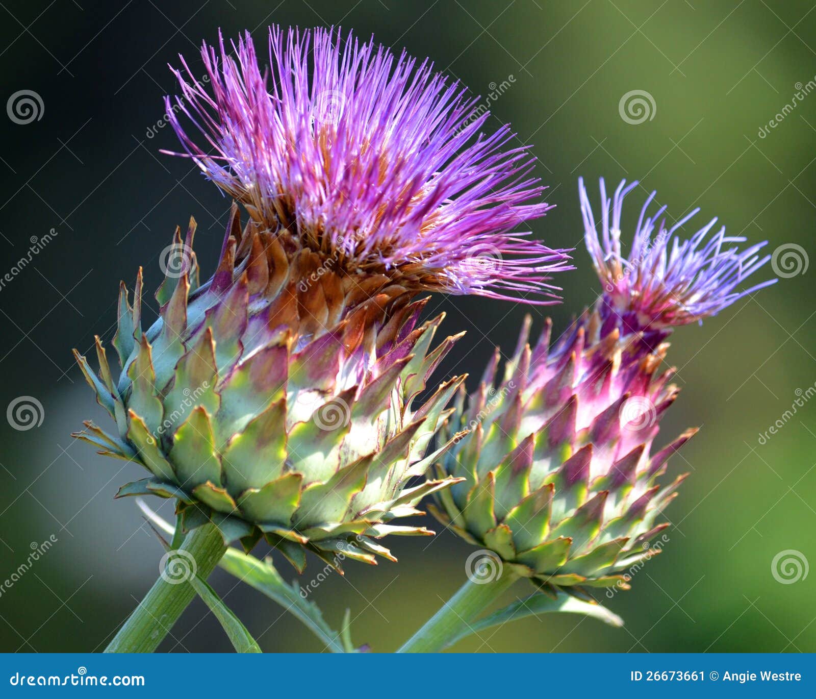 Purple thistle bloom stock image. Image of bloom, choke - 26673661