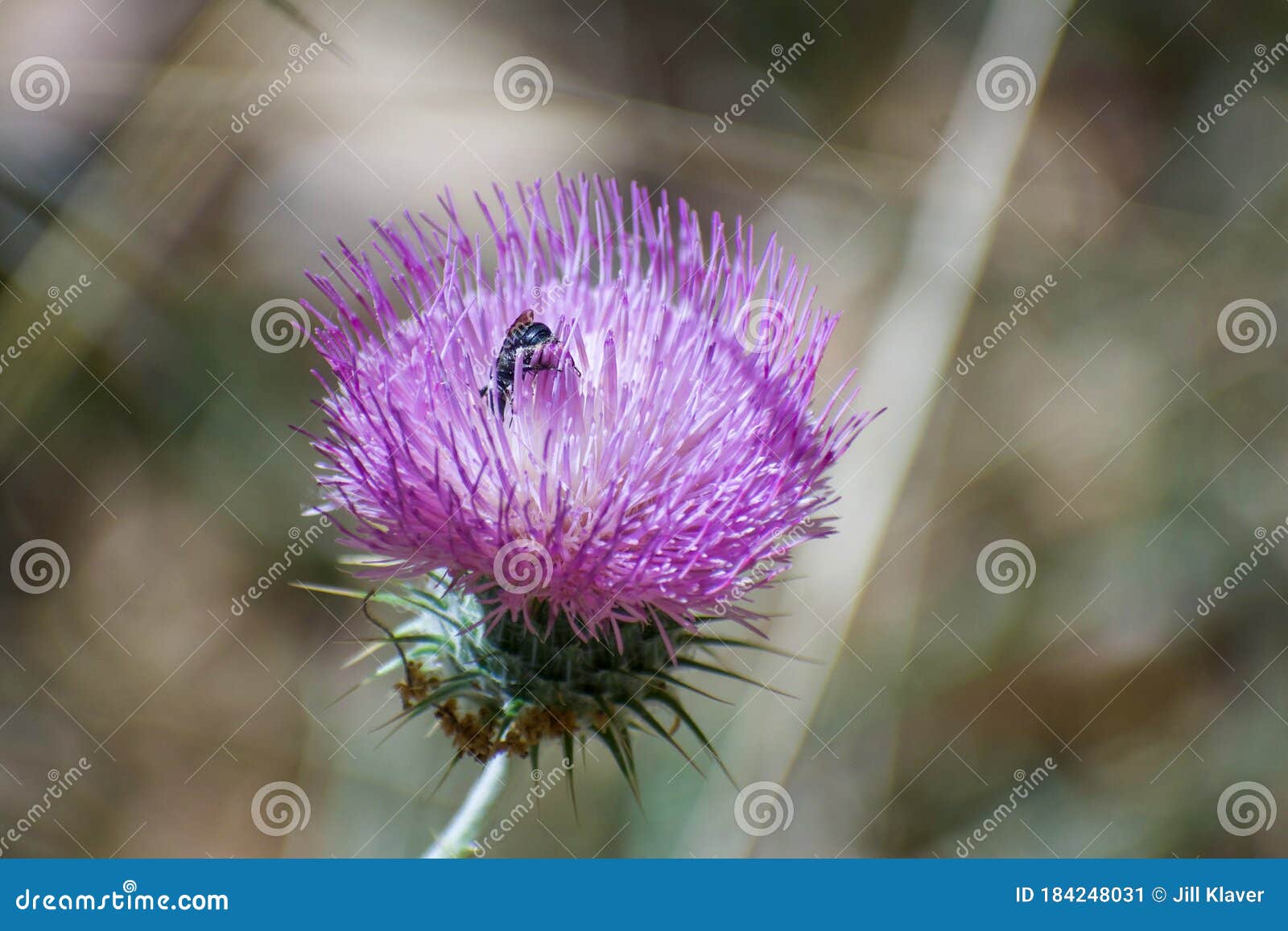 Purple Thistle Bloom with Bee Stock Image - Image of life, thistle ...