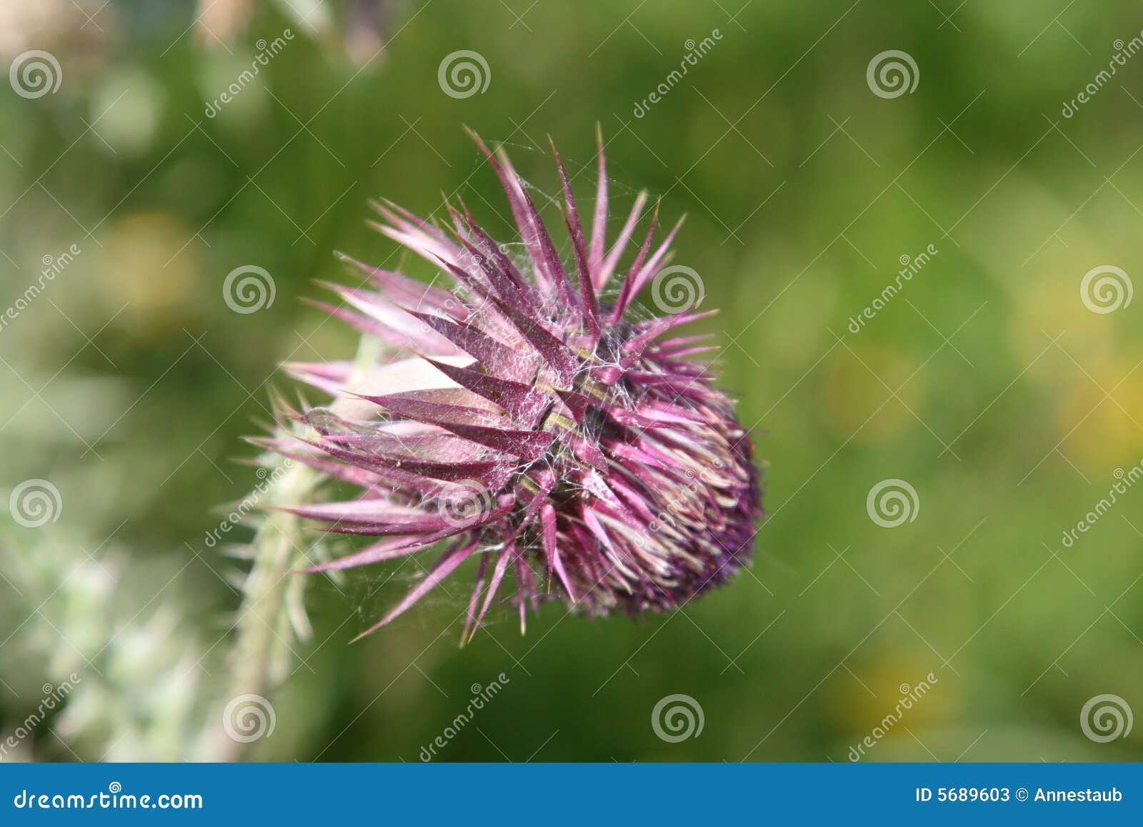 Purple thistle flower stock image. Image of tall, wild - 5689603