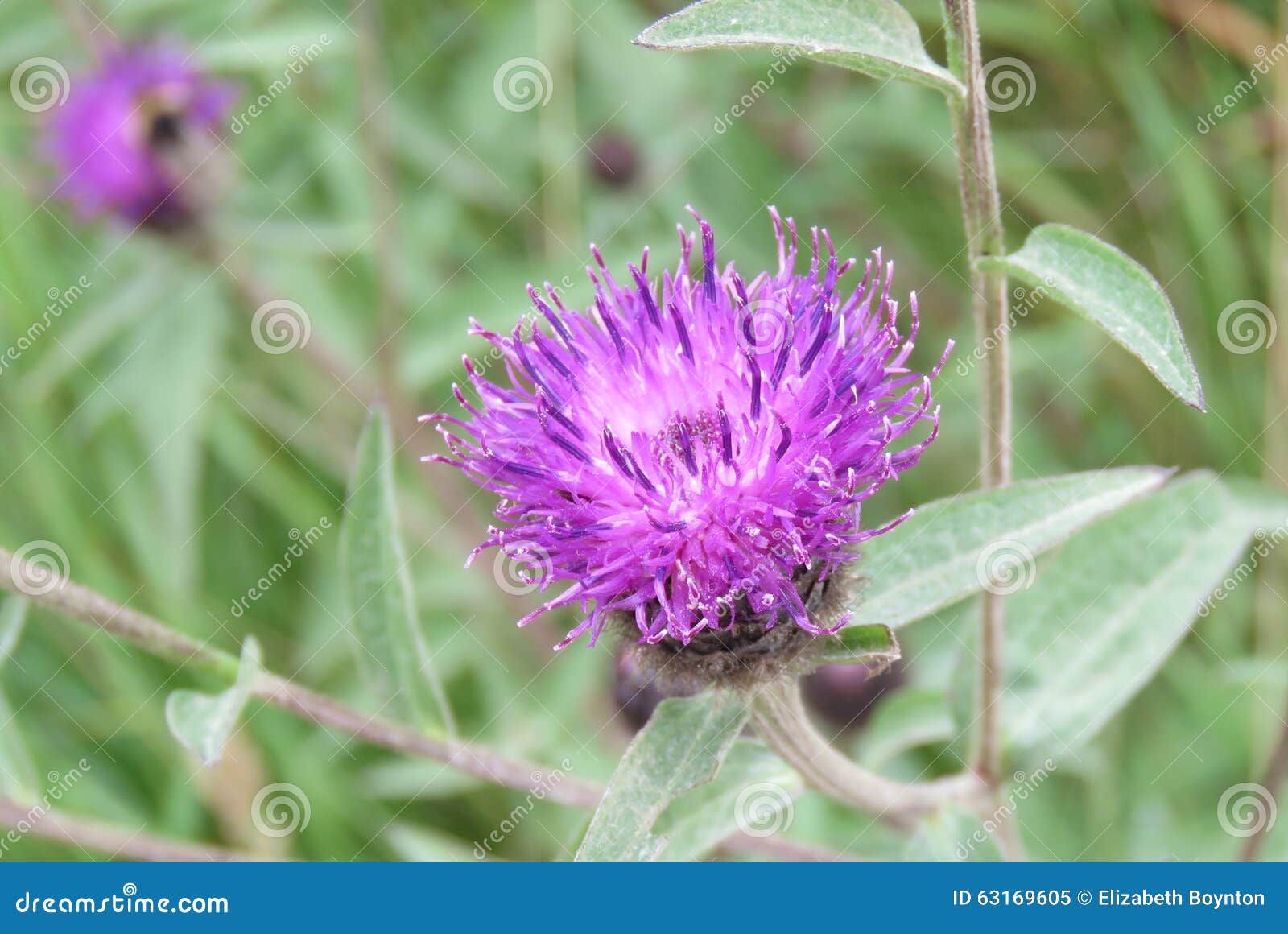Purple thistle in flower stock image. Image of spring - 63169605