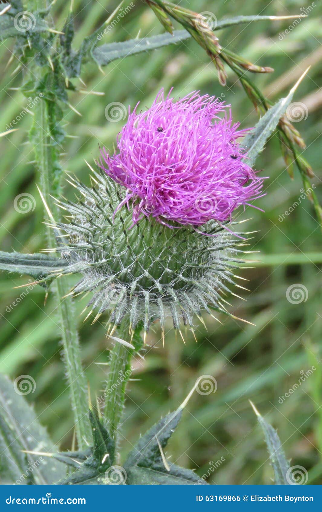 Purple thistle in flower stock photo. Image of purple - 63169866